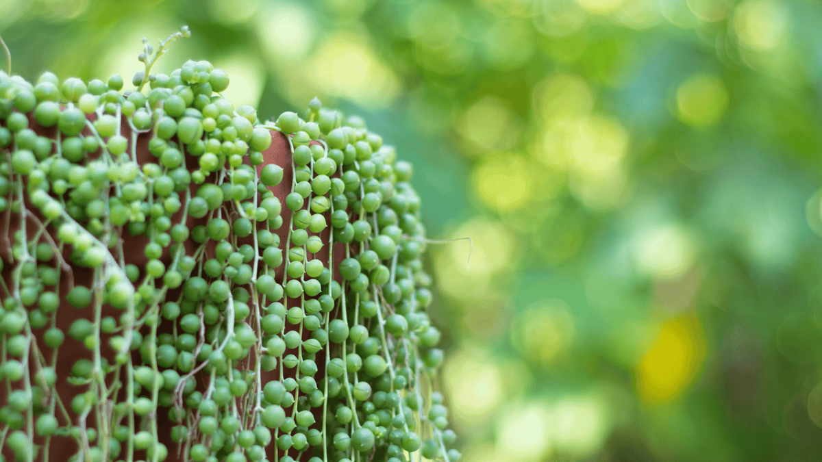 Spring into Style with These Stunning String Succulents — Cactus en Ligne