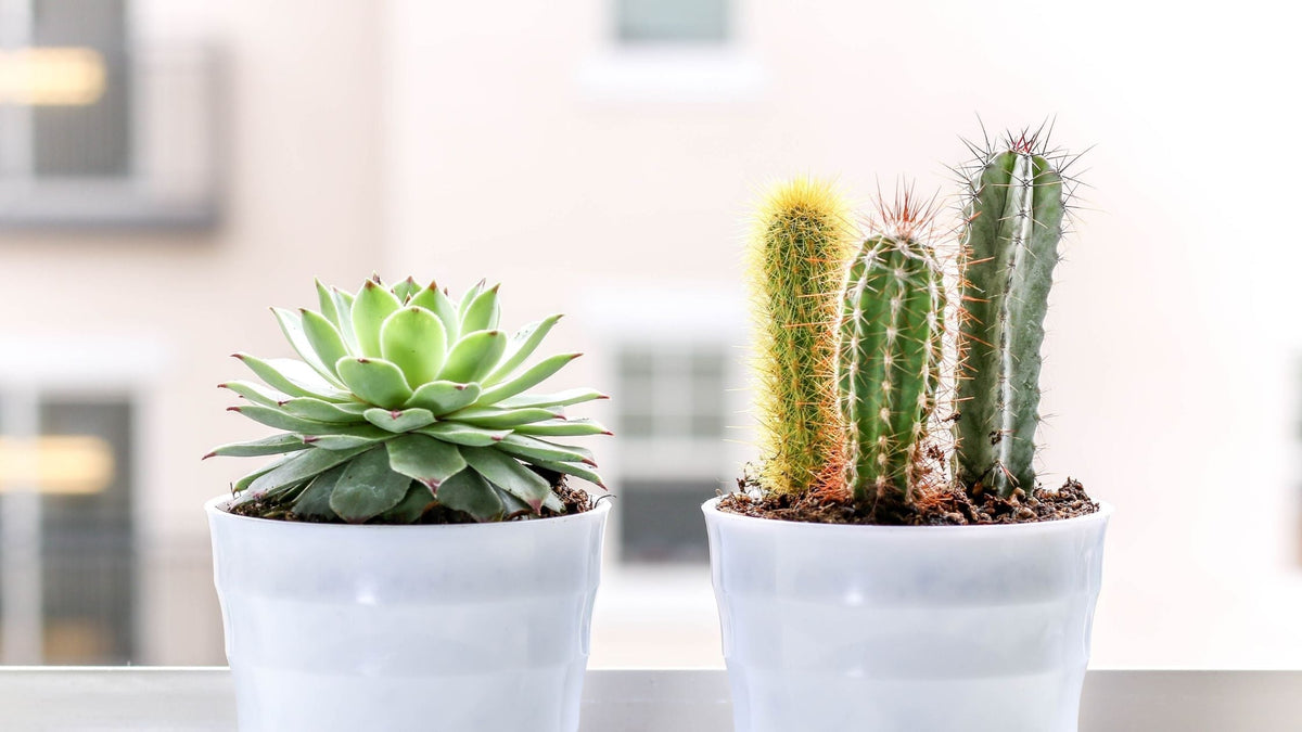 Difference between a cactus and a succulent — Cactus en Ligne