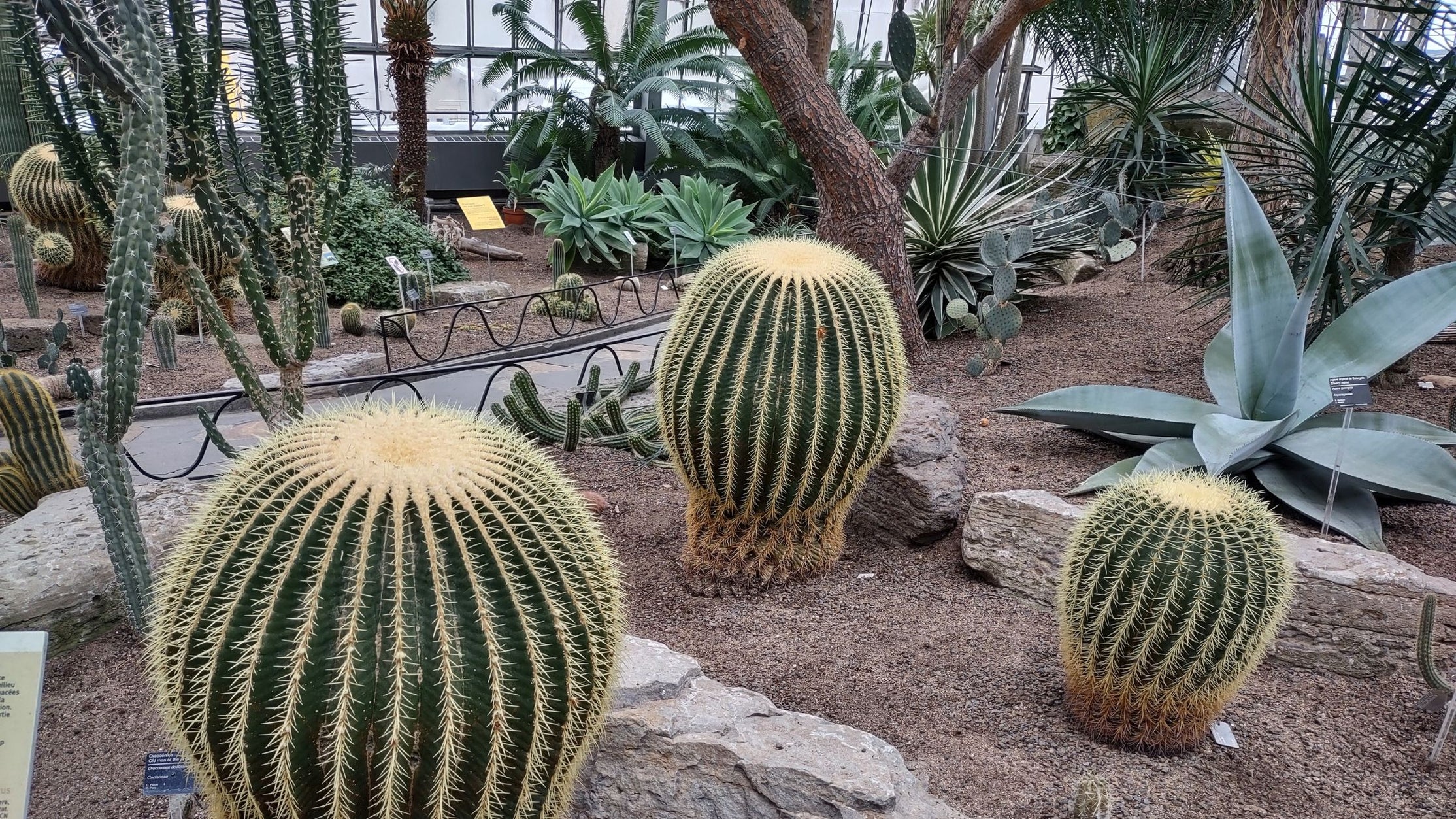 The biggest variety of cacti plants online in Canada — Cactus en Ligne