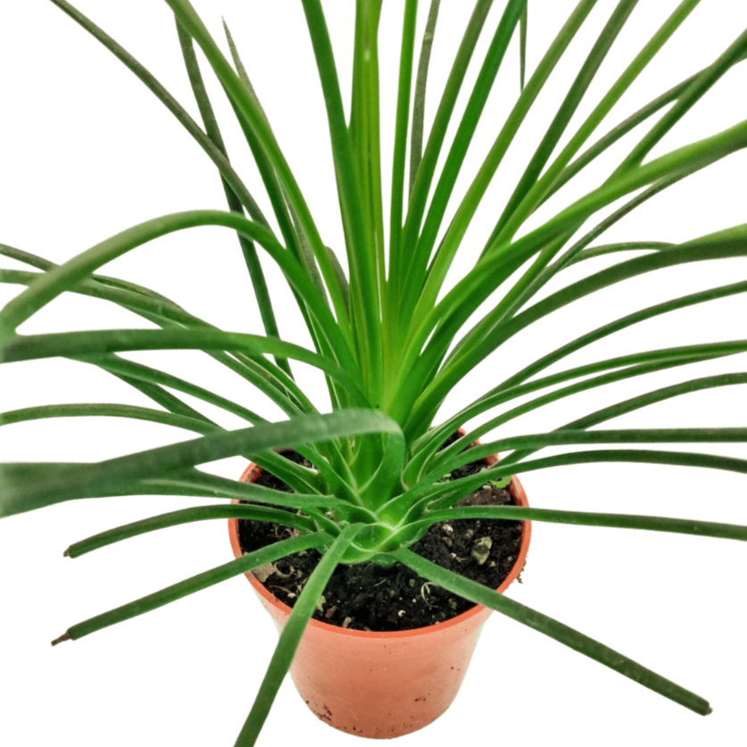 Agave Geminiflora 'Spaghetti strap' — Cactus en Ligne