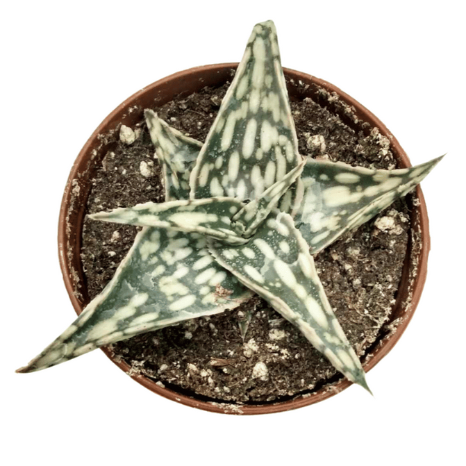 Succulent Plants — Cactus en Ligne