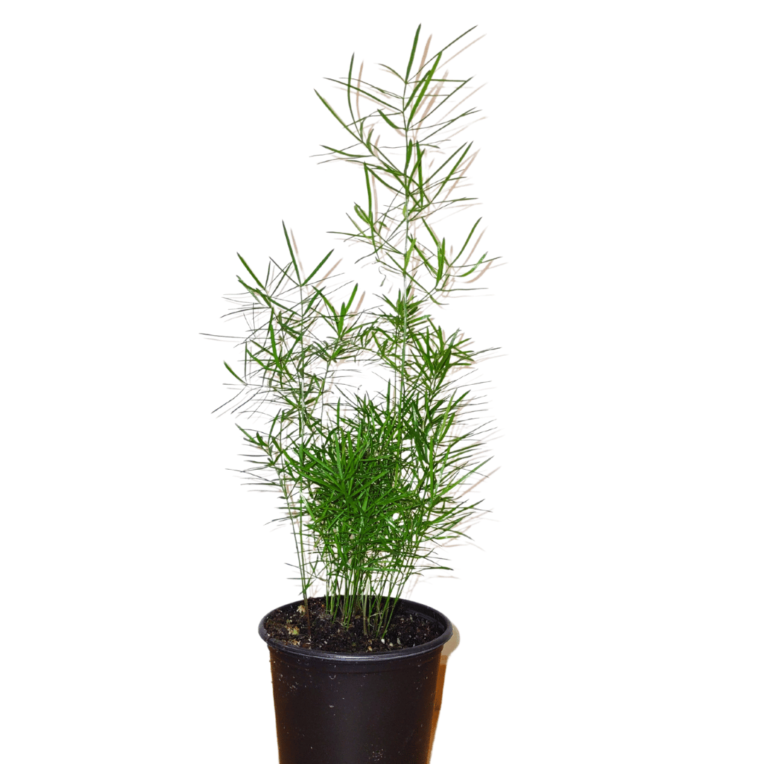 Asparagus Sprengerii — Cactus en Ligne