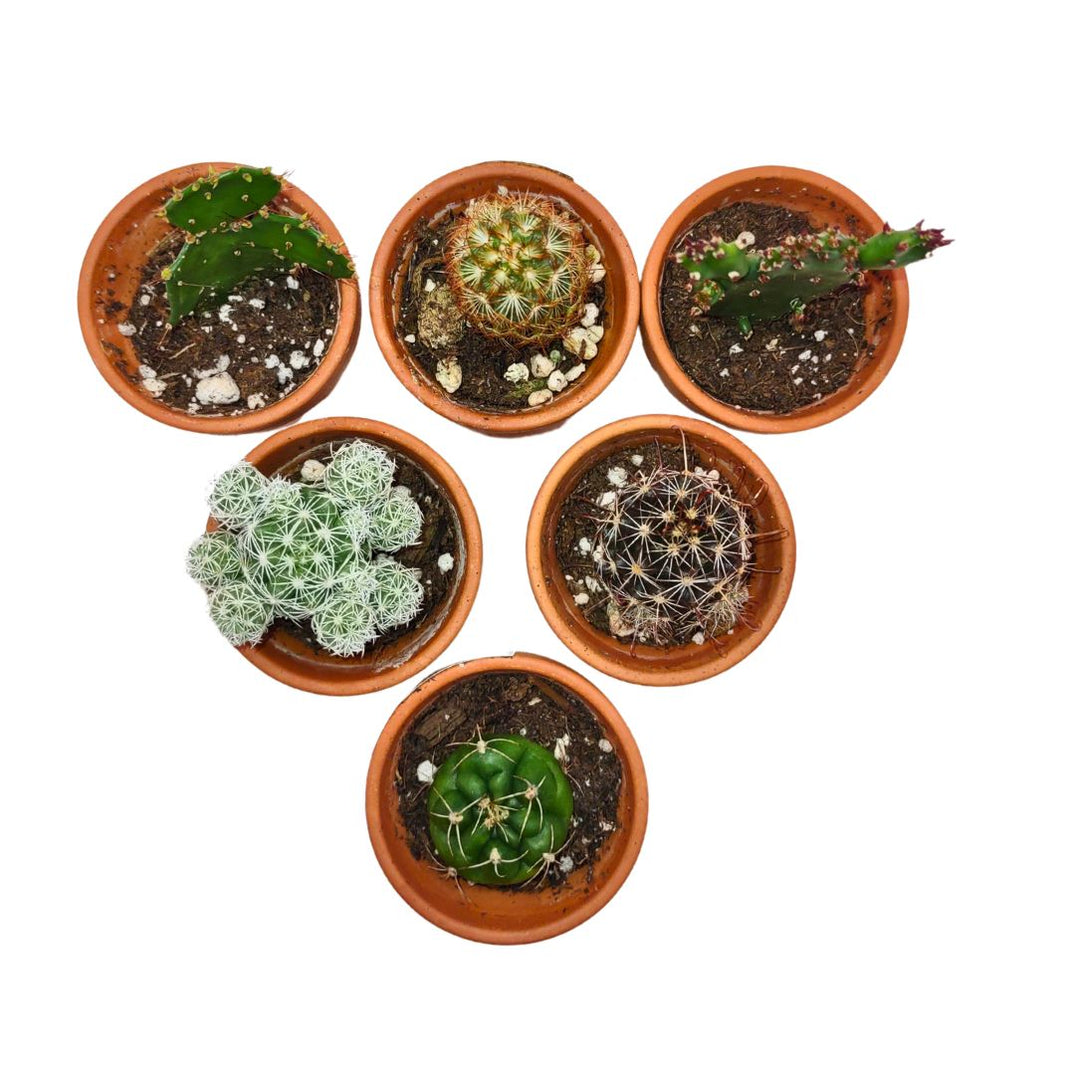 The biggest variety of cacti plants online in Canada — Cactus en Ligne