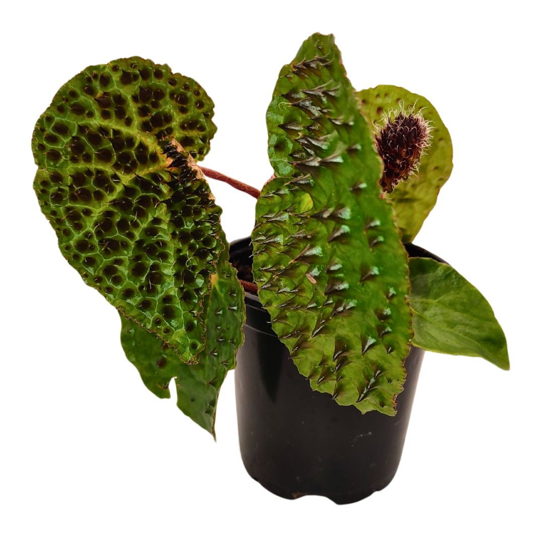 Begonia Ferox — Cactus en Ligne