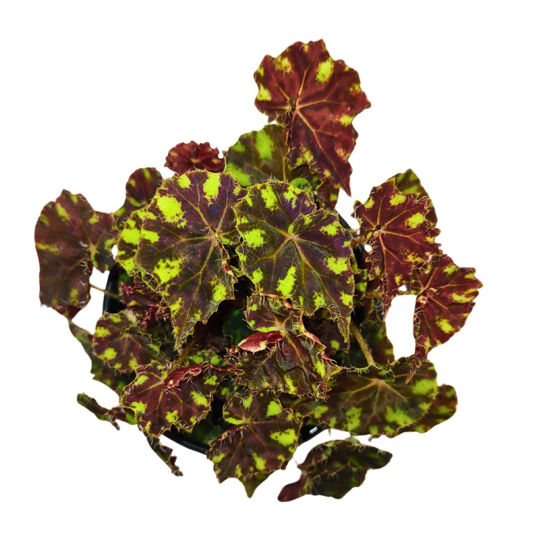Begonia Tiger Paws — Cactus en Ligne