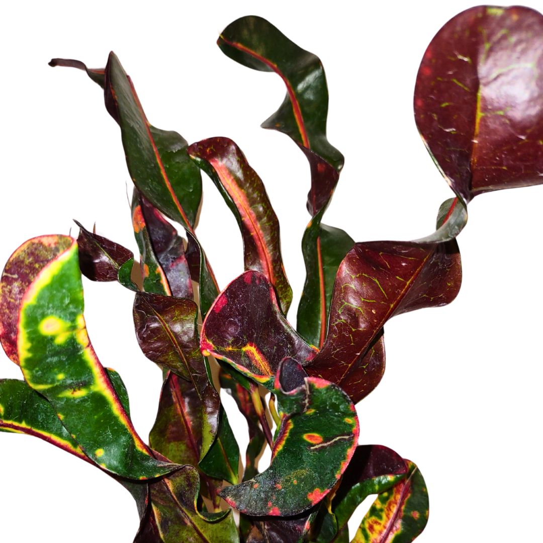 Codiaeum variegatum 'Mammy' — Cactus en Ligne