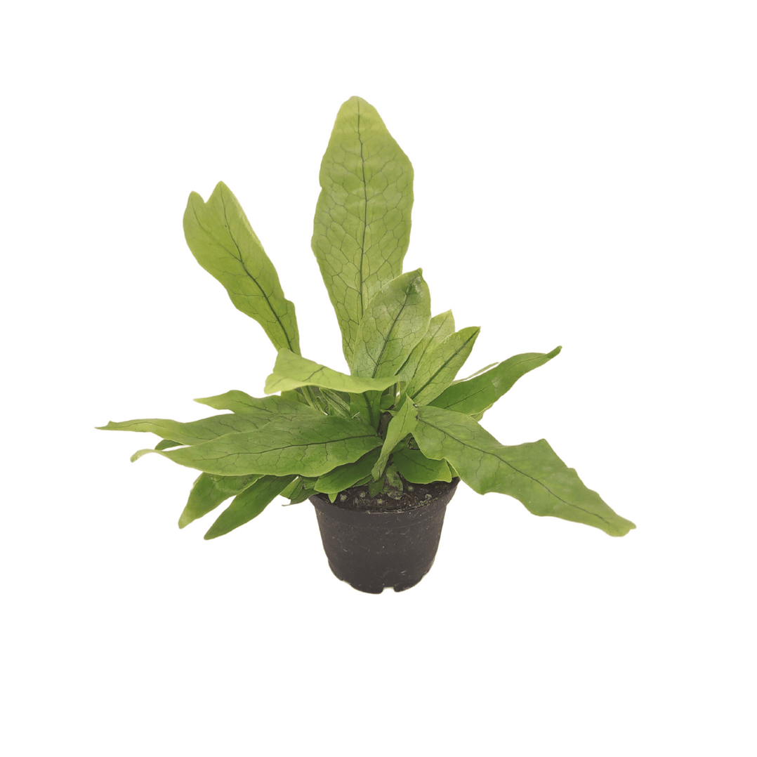 Microsorum musifolium ‘Crocodyllus’ (Crocodile Fern) — Cactus en Ligne