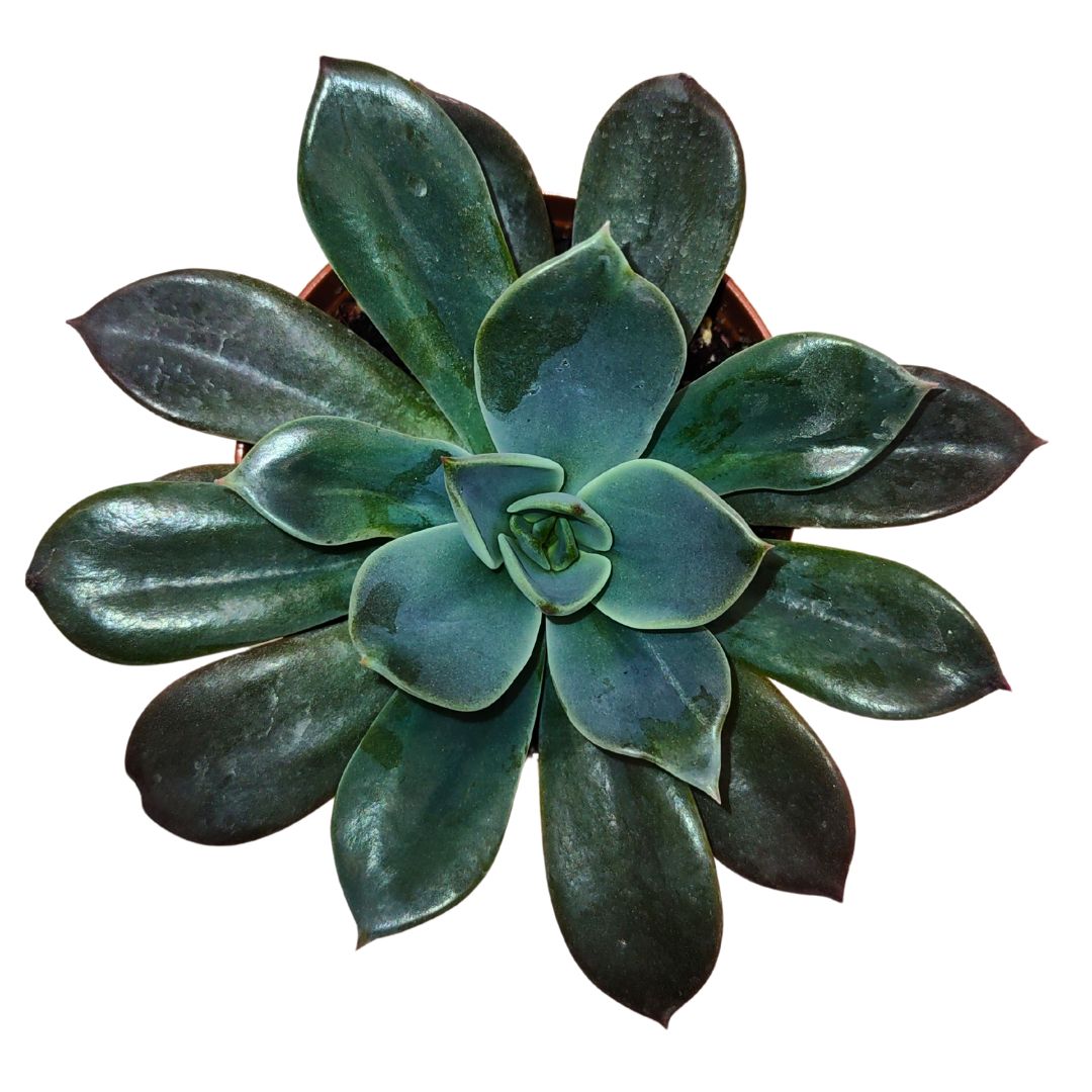 Echeveria Blue Prince — Cactus en Ligne