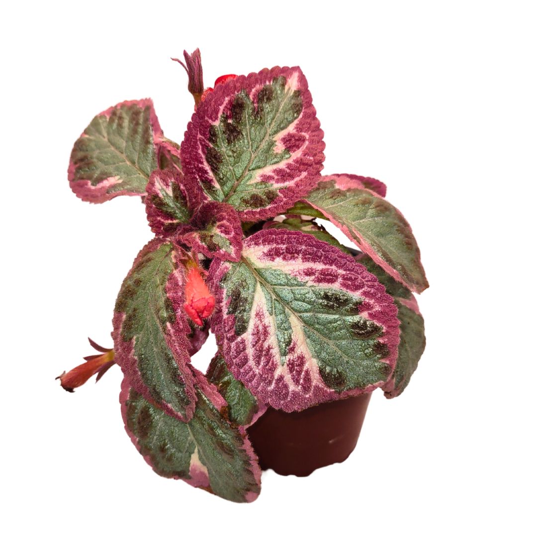 Episcia Picasso — Cactus en Ligne
