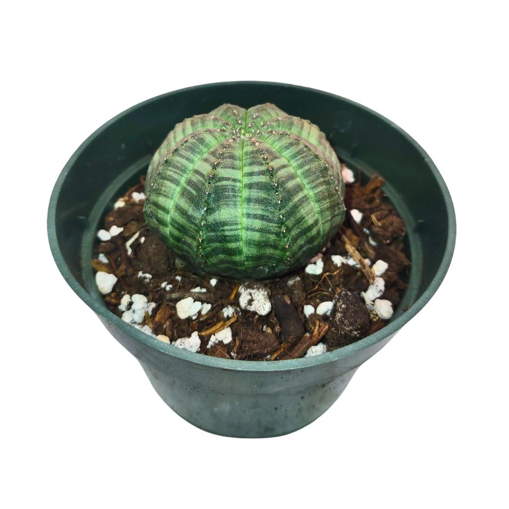 Buy cactus, succulents, hoyas, tropicals, tillandsias online in Canada ...