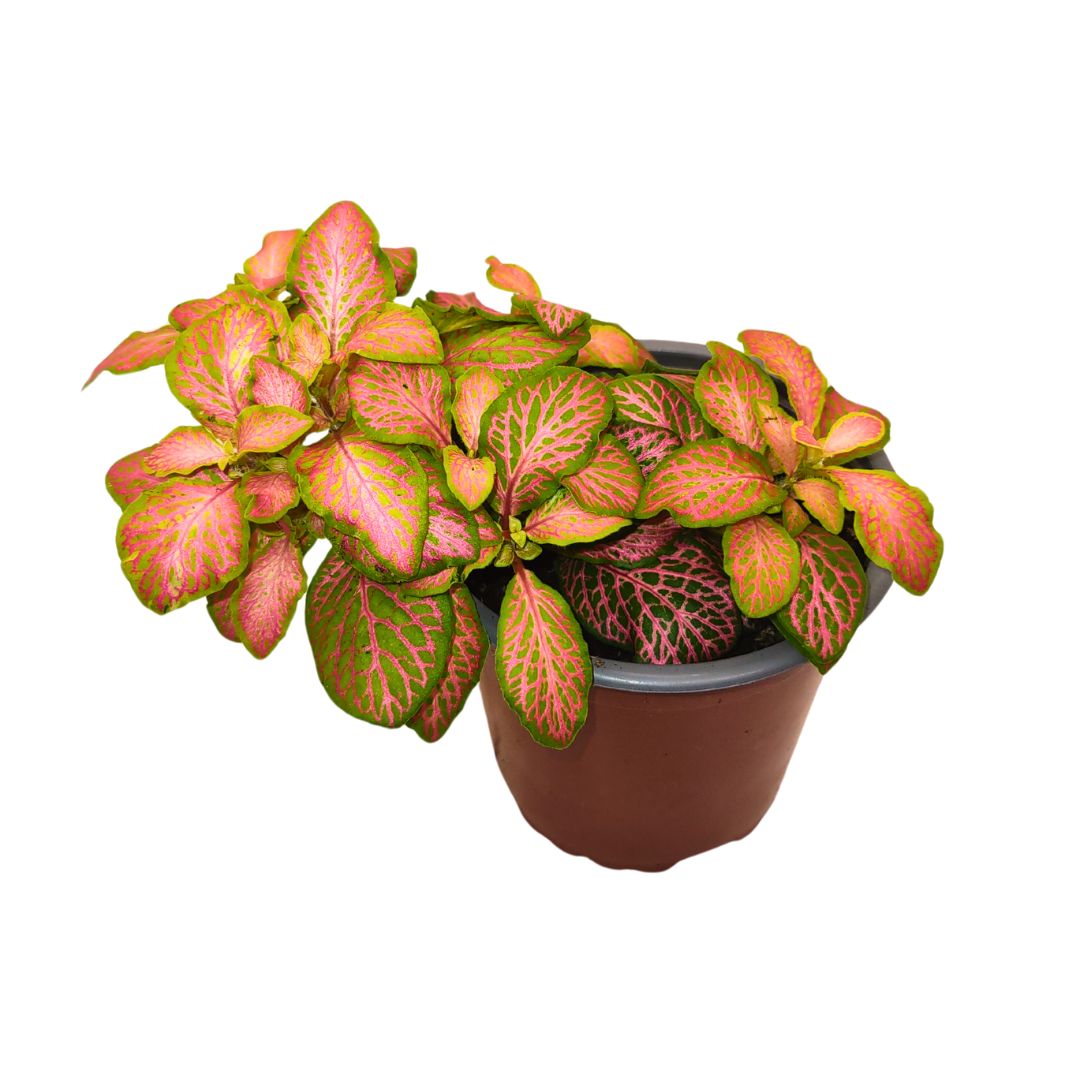 Fittonia Ruby Lime — Cactus en Ligne