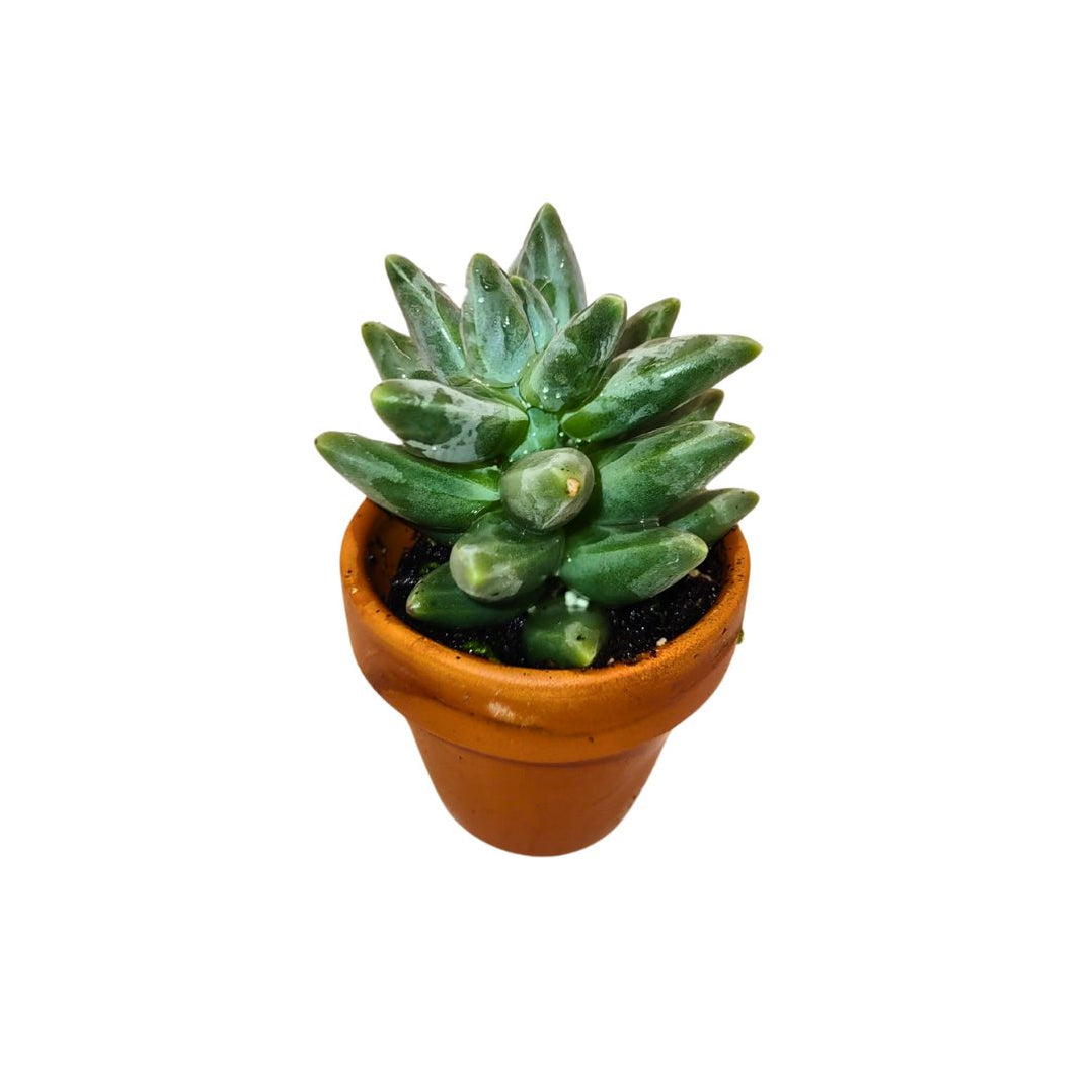 Pachyphytum Compactum — Cactus en Ligne
