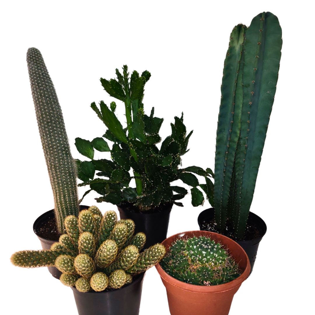 Prickly Pack 5-6" — Cactus en Ligne
