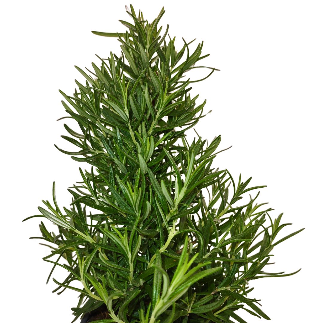 Rosemary Officinalis 'Pyramid' — Cactus en Ligne
