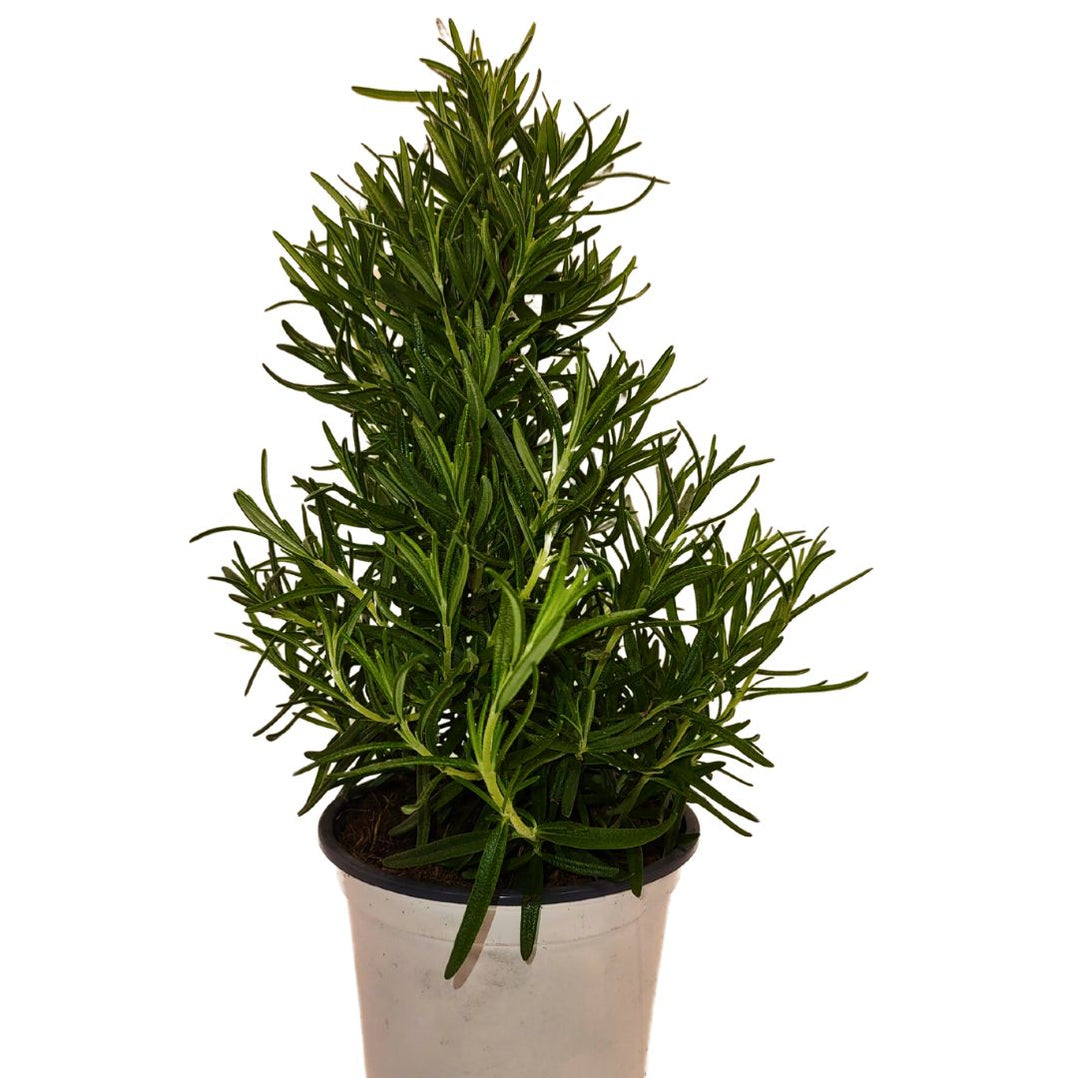 Rosemary Officinalis 'Pyramid' — Cactus en Ligne