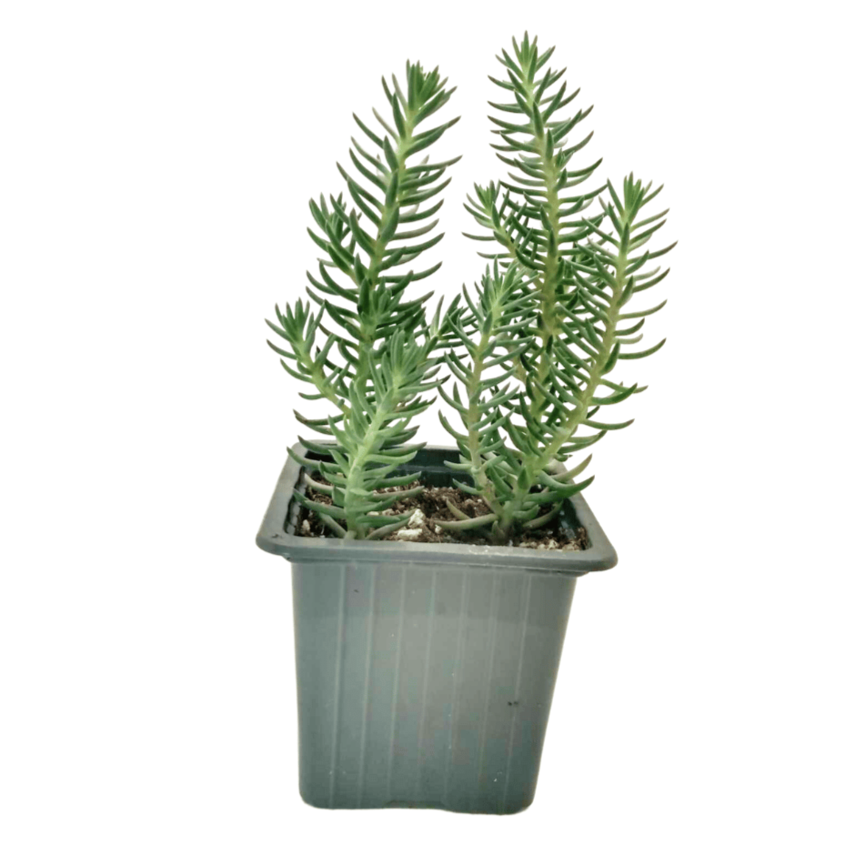 Sedum Blue Spruce — Cactus en Ligne