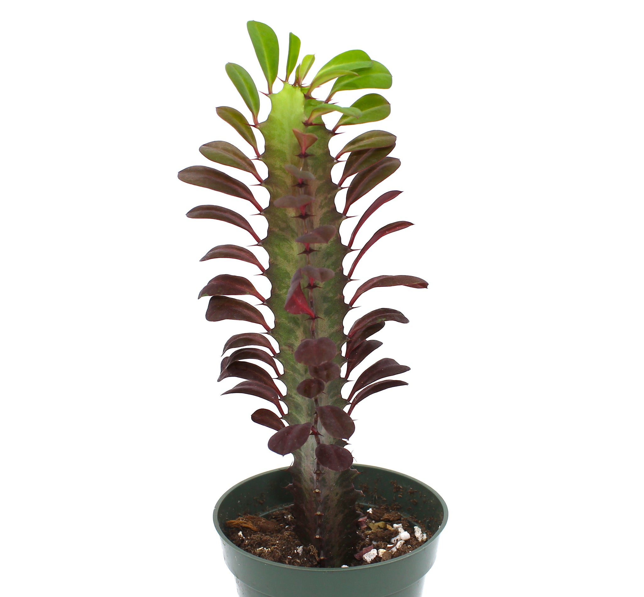 The biggest variety of cacti plants online in Canada — Cactus en Ligne