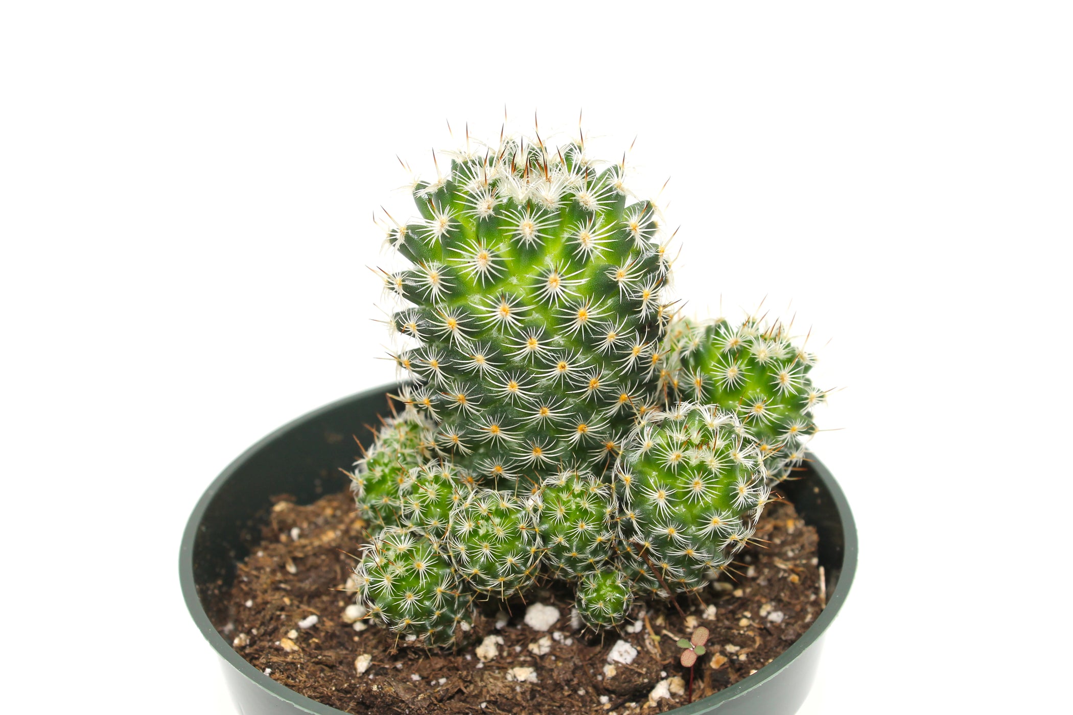 Mammillaria Albata 4" — Cactus en Ligne