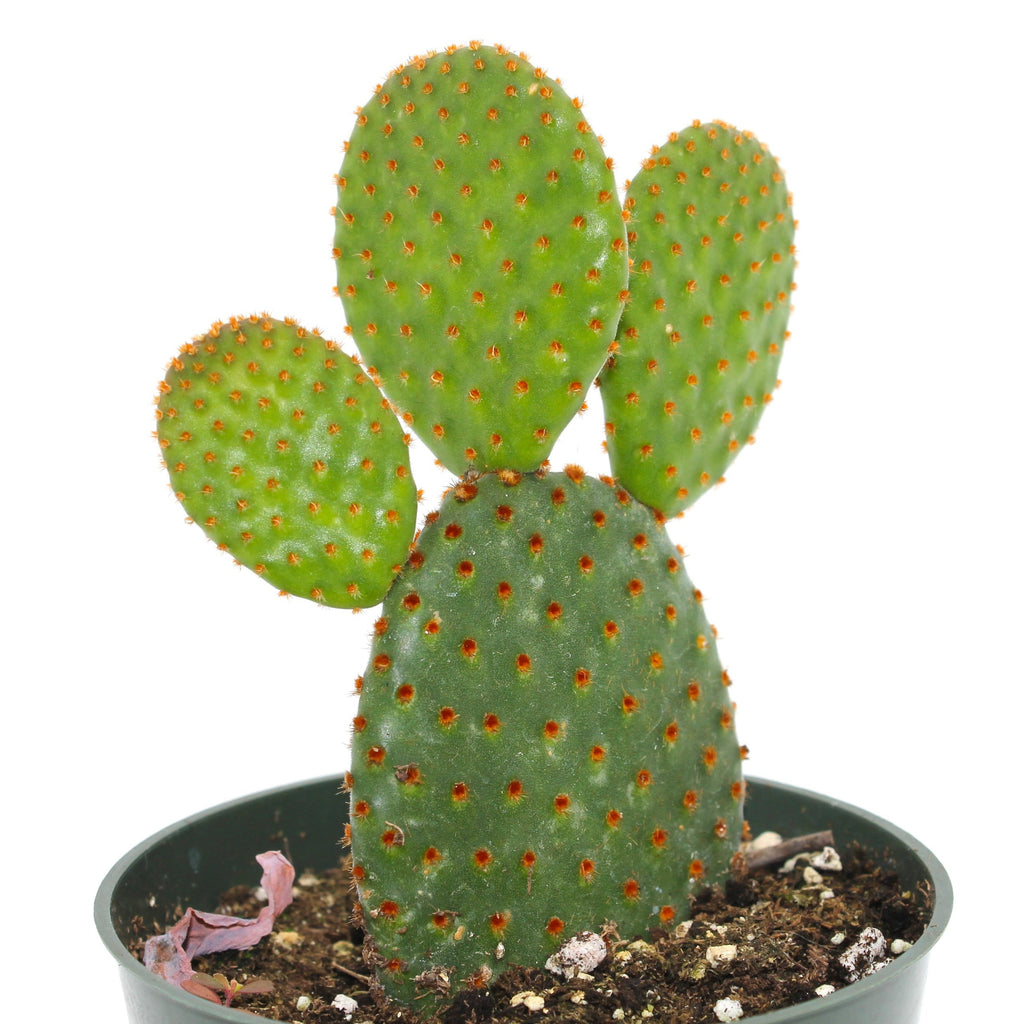 The biggest variety of cacti plants online in Canada — Cactus en Ligne