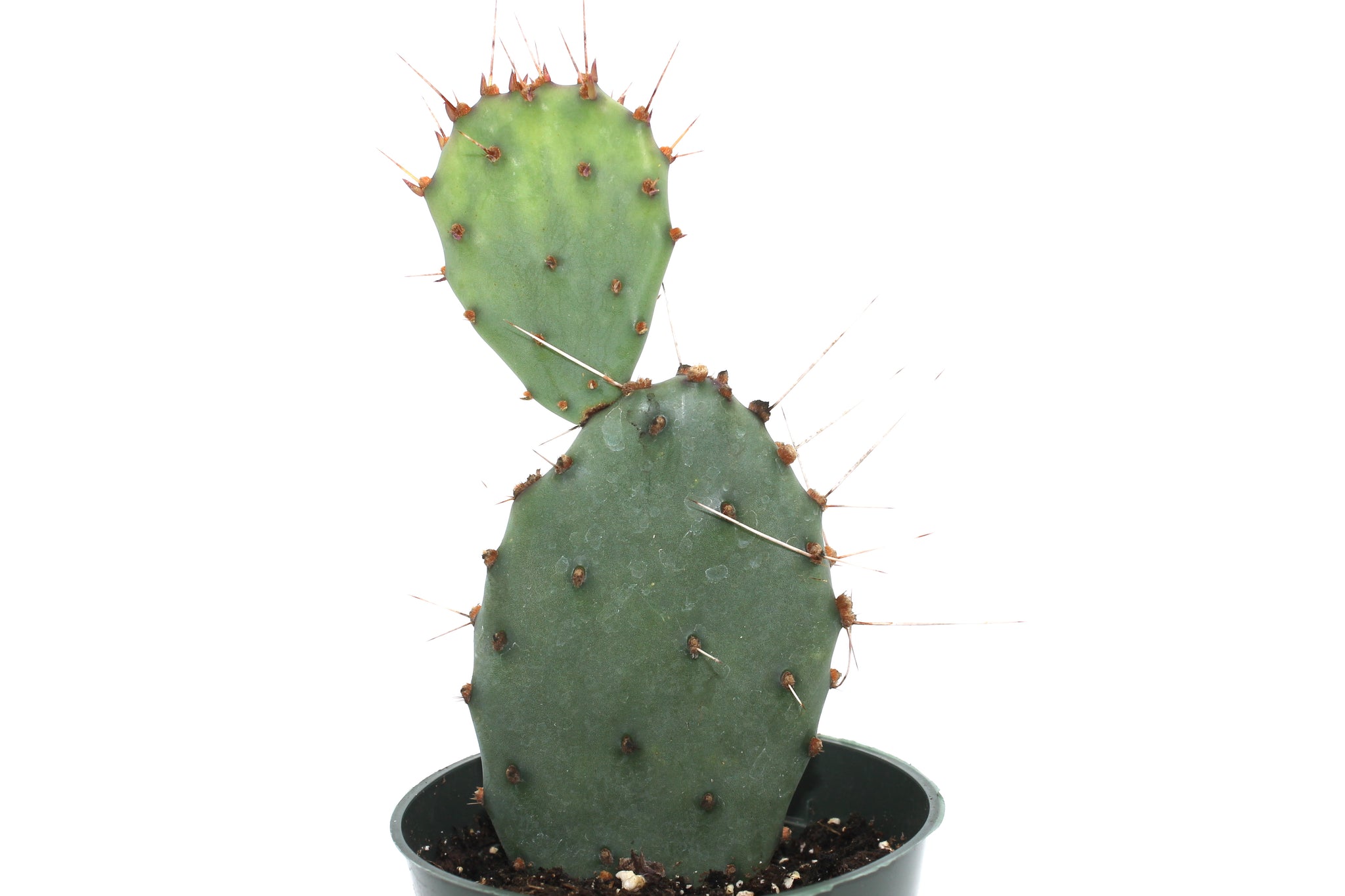 The biggest variety of cacti plants online in Canada — Cactus en Ligne