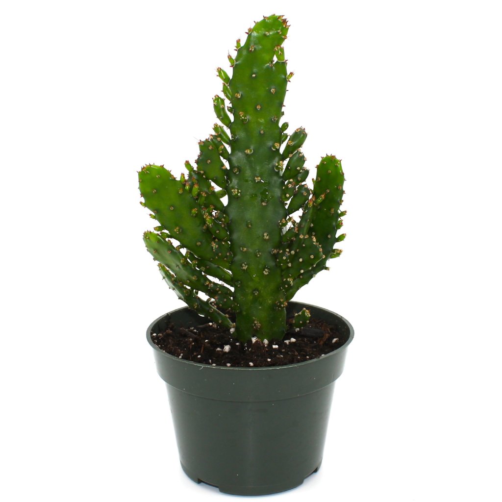 The biggest variety of cacti plants online in Canada — Cactus en Ligne