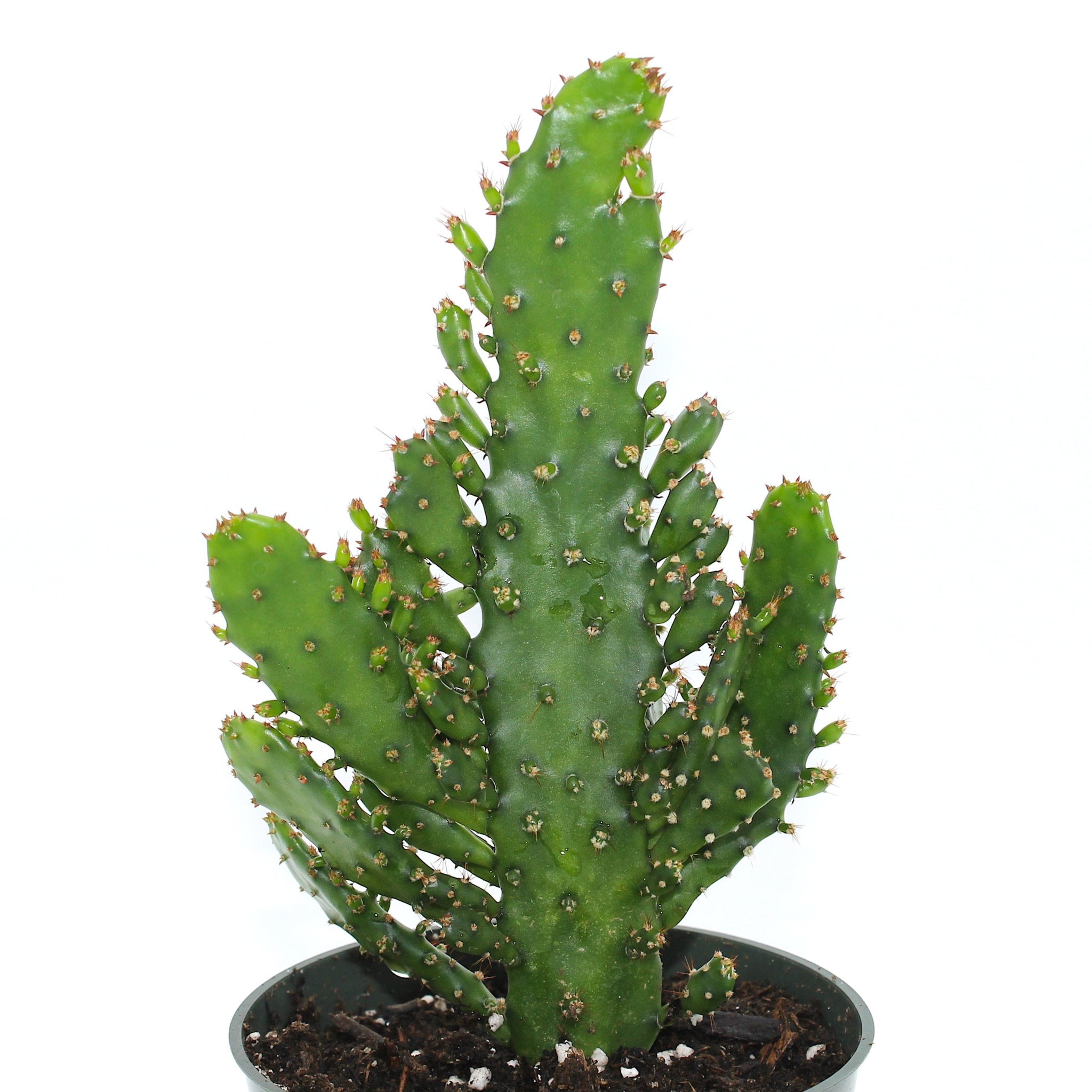 The biggest variety of cacti plants online in Canada — Cactus en Ligne