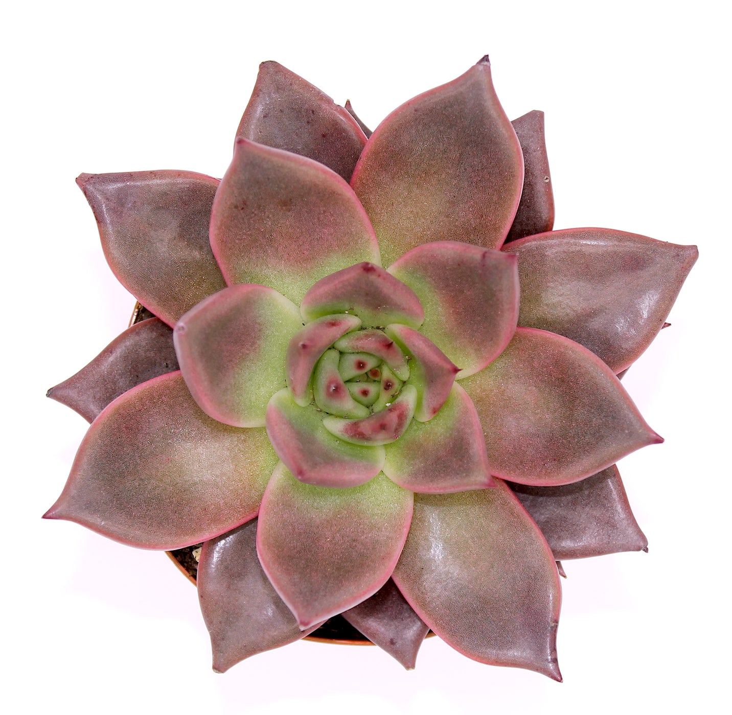 Echeveria Agavoides Taurus — Cactus en Ligne