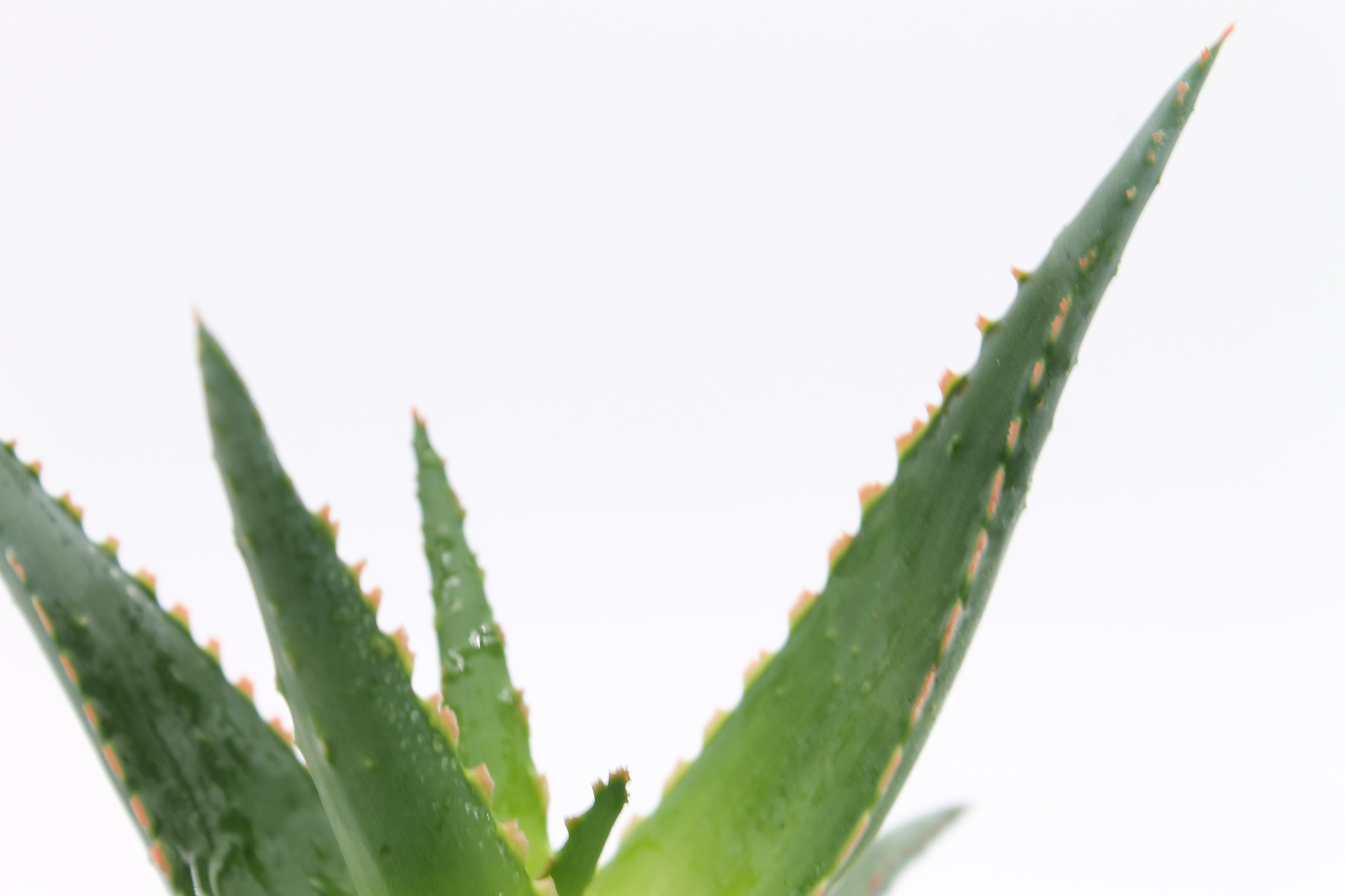 Aloe Coral Fire — Cactus en Ligne