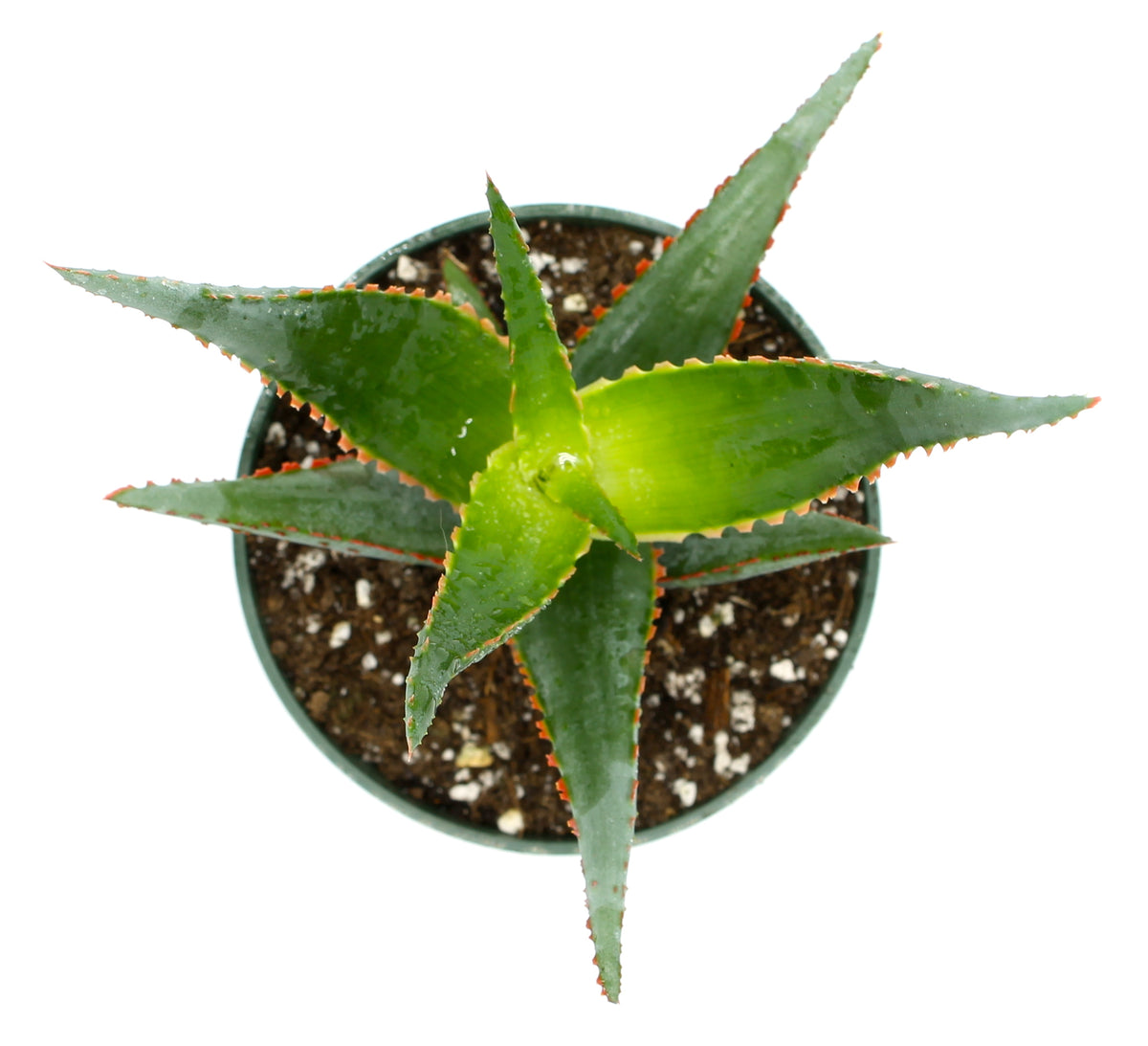 Aloe Coral Fire — Cactus en Ligne