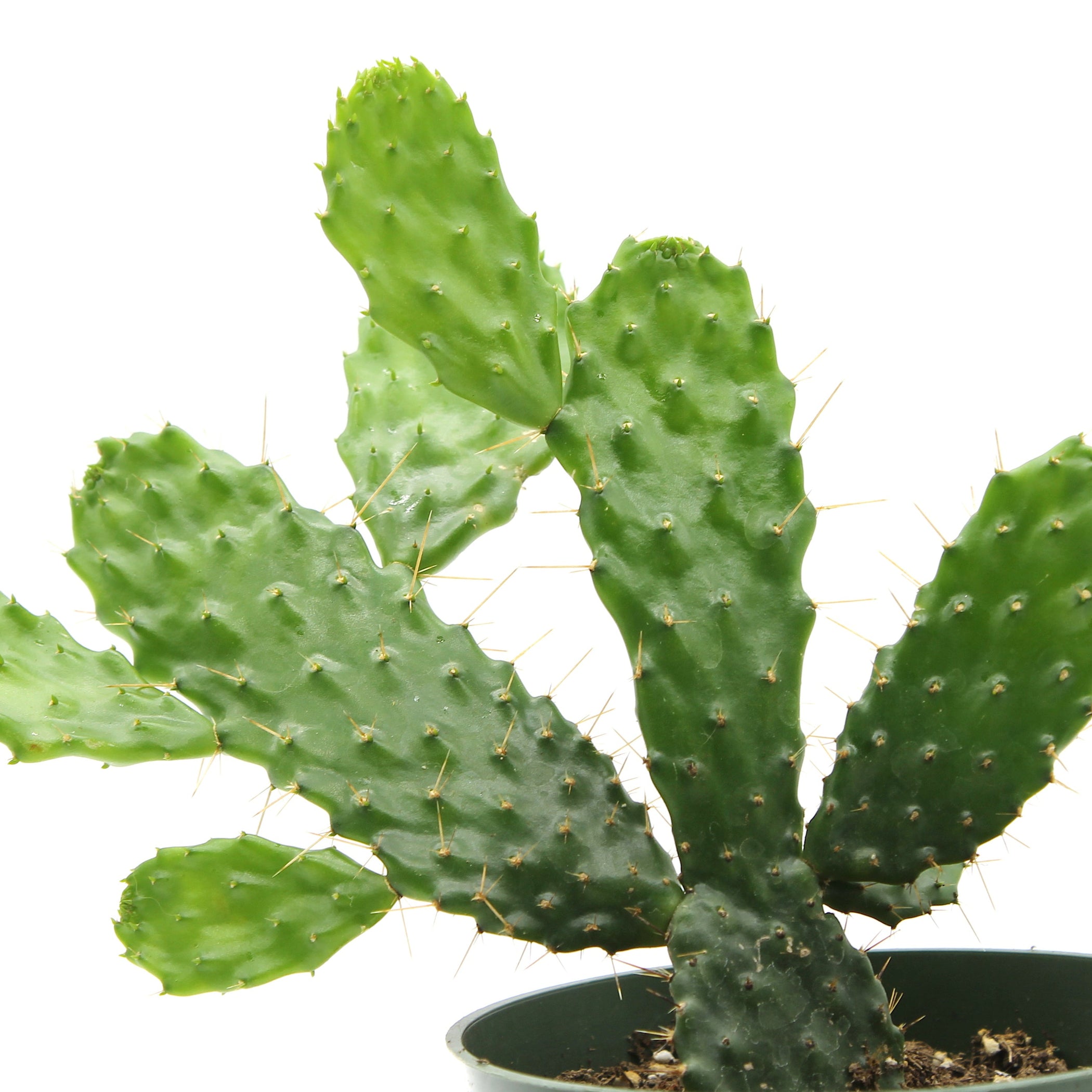 Opuntia Consolea Falcata — Cactus en Ligne