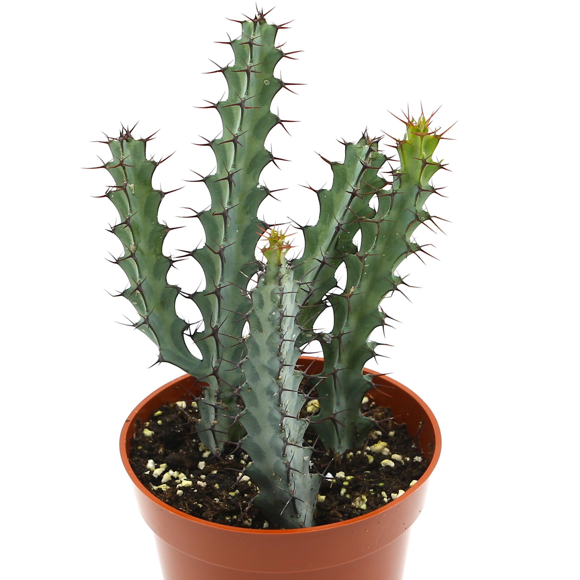 The biggest variety of cacti plants online in Canada — Cactus en Ligne