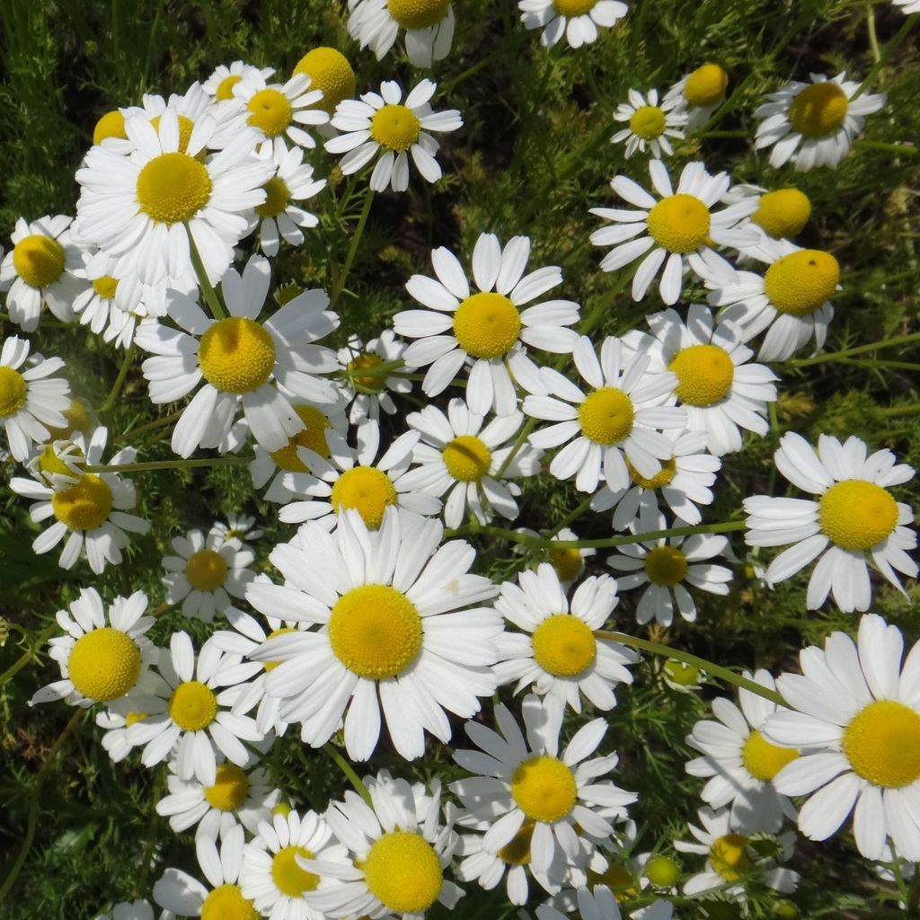 Chamomile - German — Cactus en Ligne