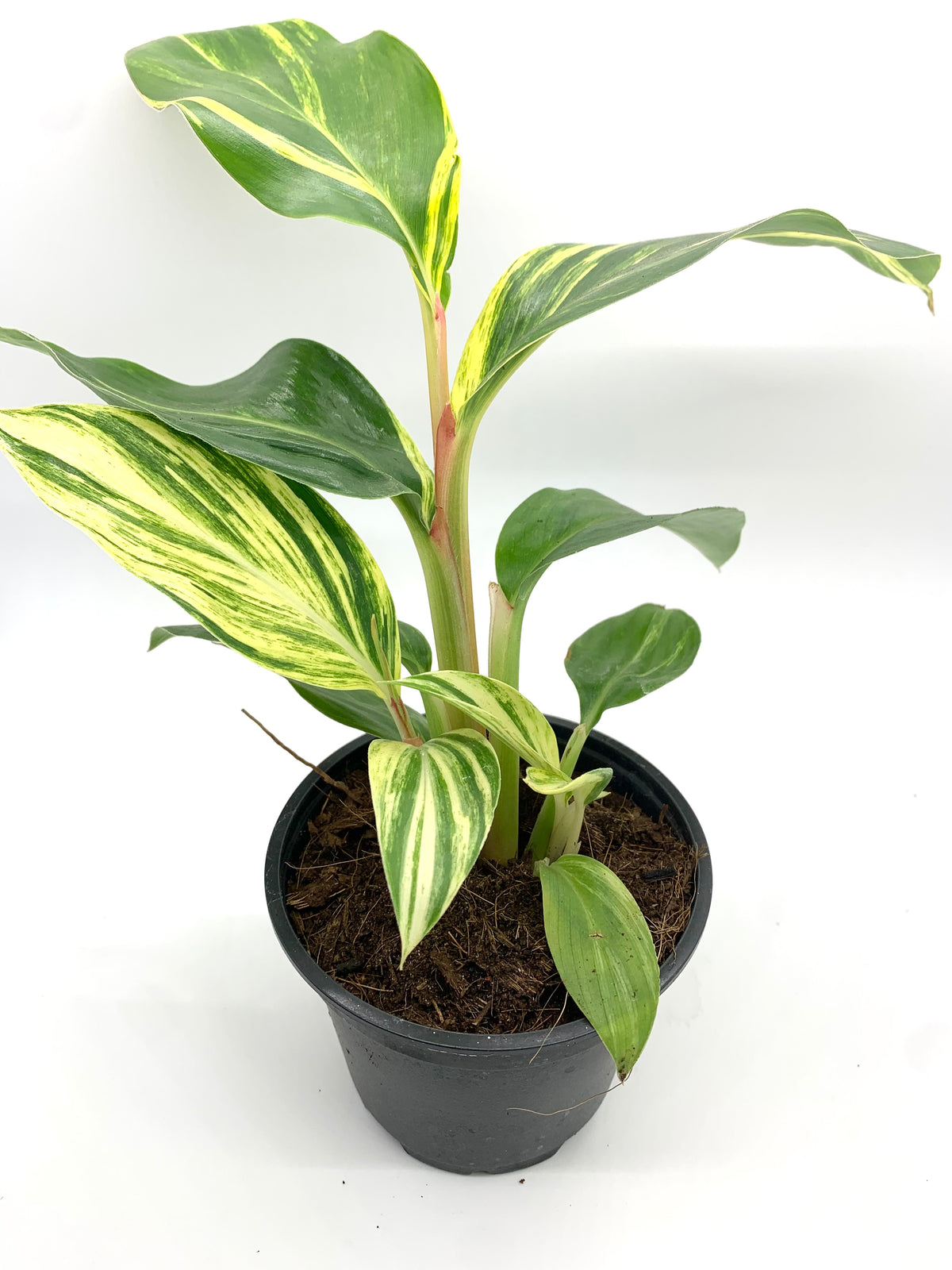 Alpinia - Ginger 4" — Cactus en Ligne