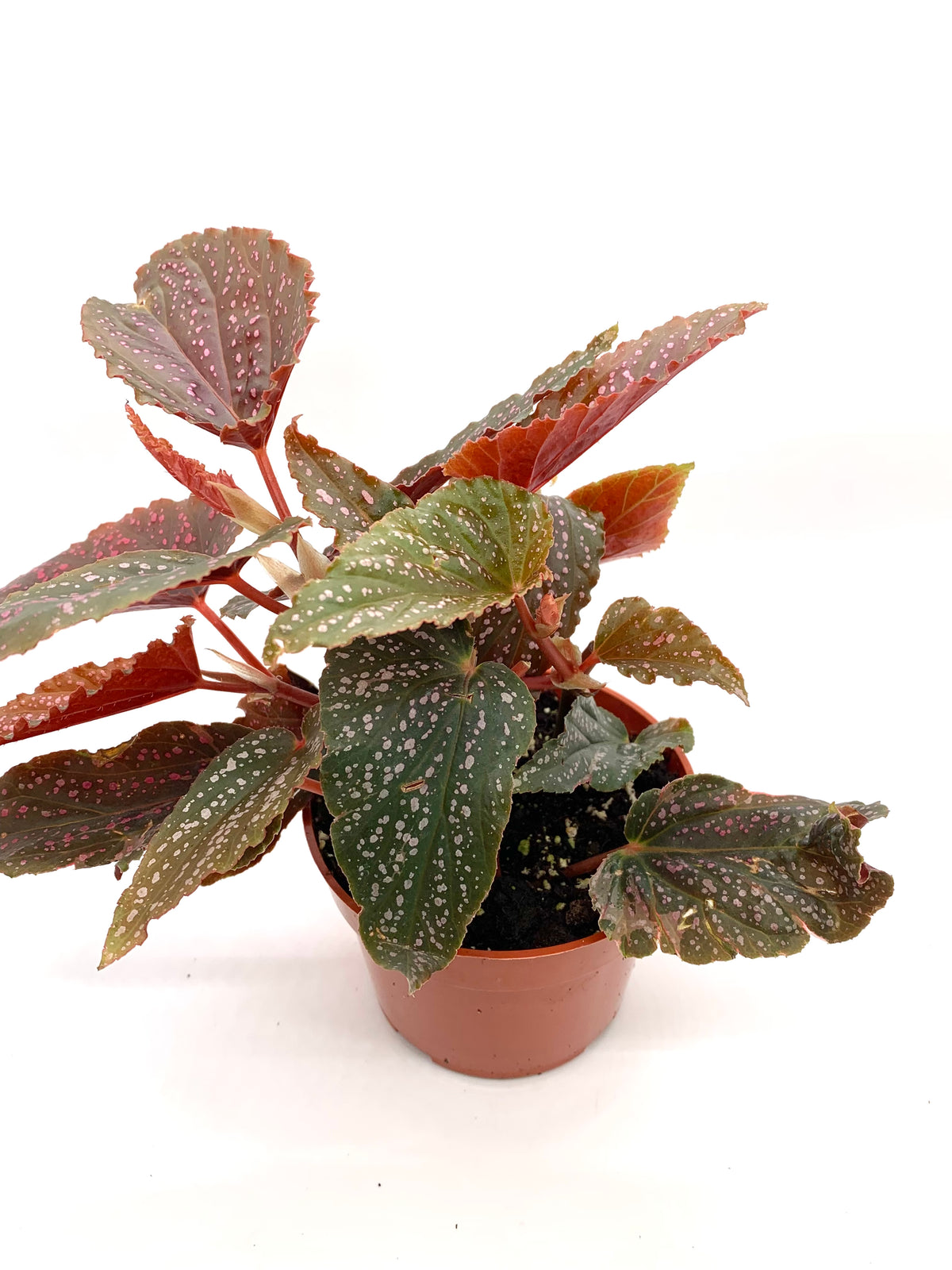 Begonia Angel Wing Benigo 4" — Cactus en Ligne