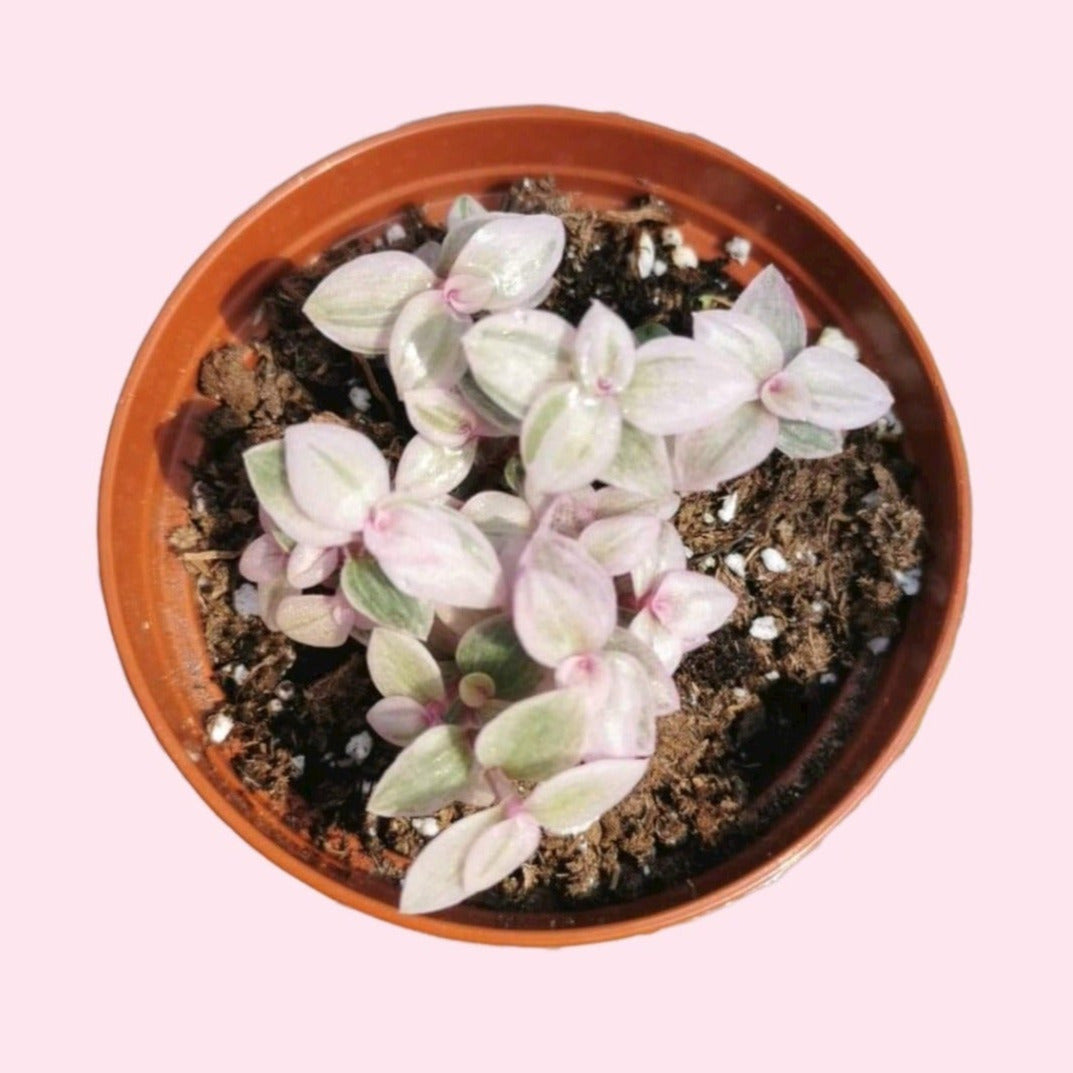 Callisia Repens 'Pink Lady' — Cactus en Ligne