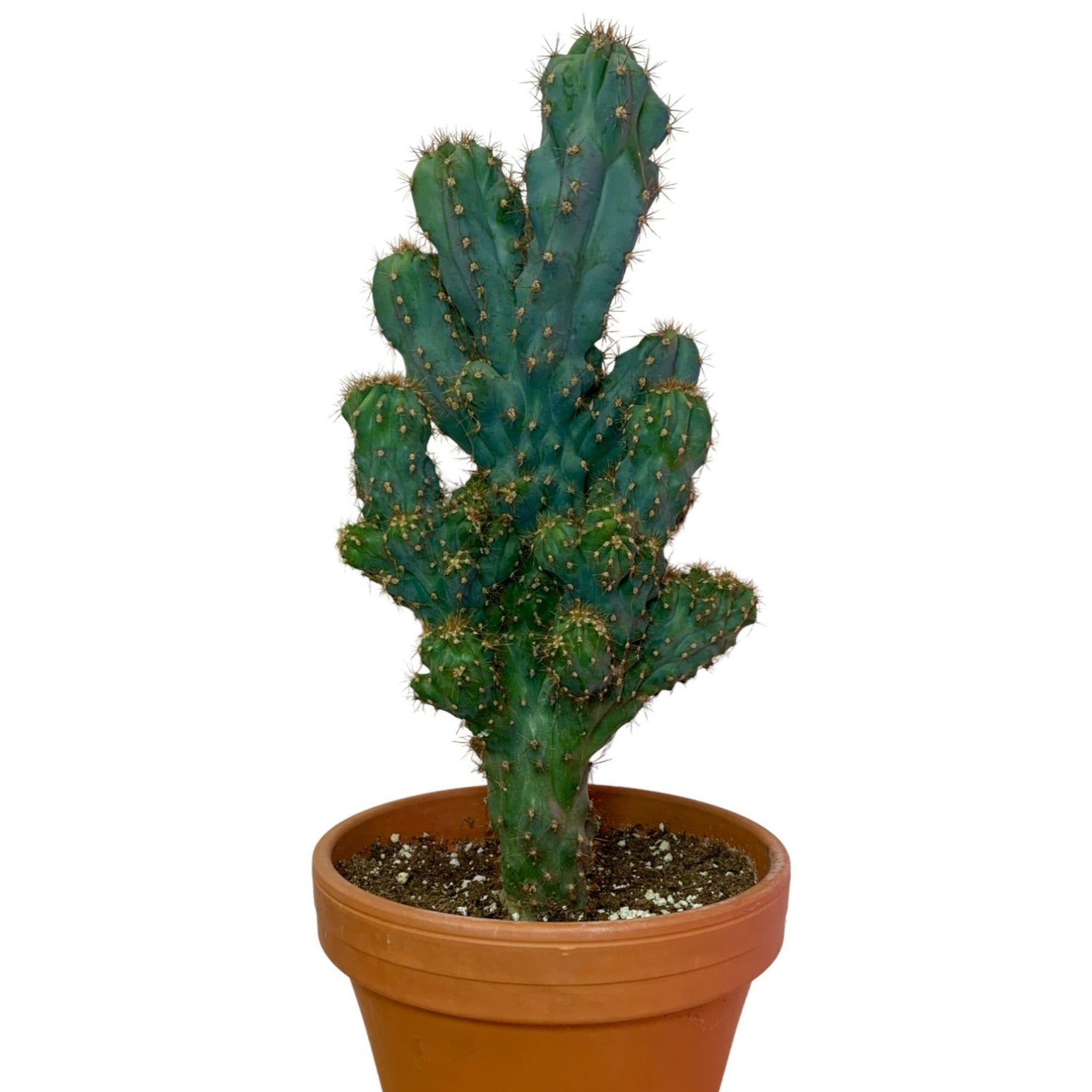 The biggest variety of cacti plants online in Canada — Cactus en Ligne