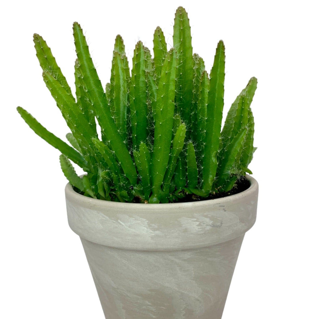 The biggest variety of cacti plants online in Canada — Cactus en Ligne