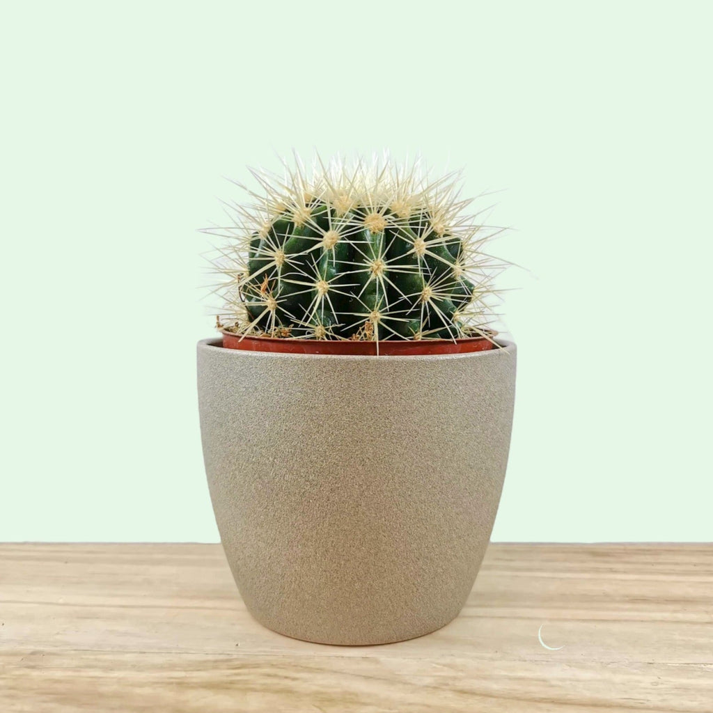 The biggest variety of cacti plants online in Canada — Cactus en Ligne