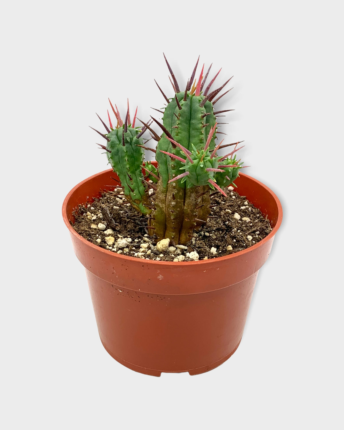 Euphorbia Ferox 4'' — Cactus en Ligne