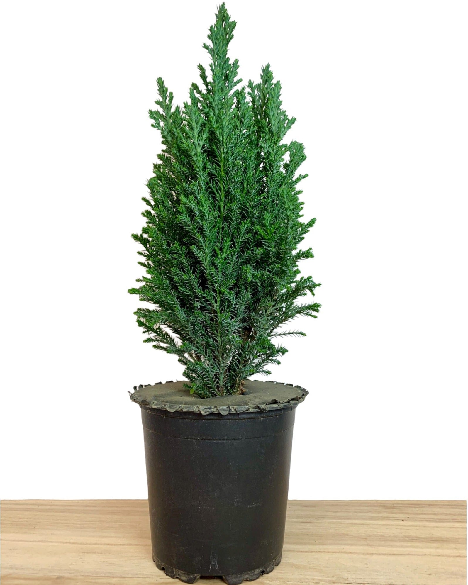 European Cypress Tree — Cactus en Ligne