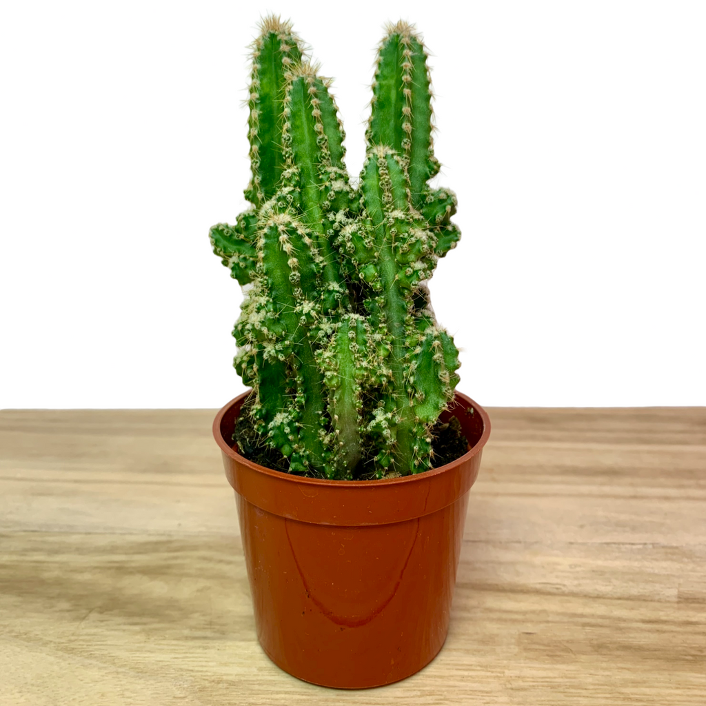 The biggest variety of cacti plants online in Canada — Cactus en Ligne