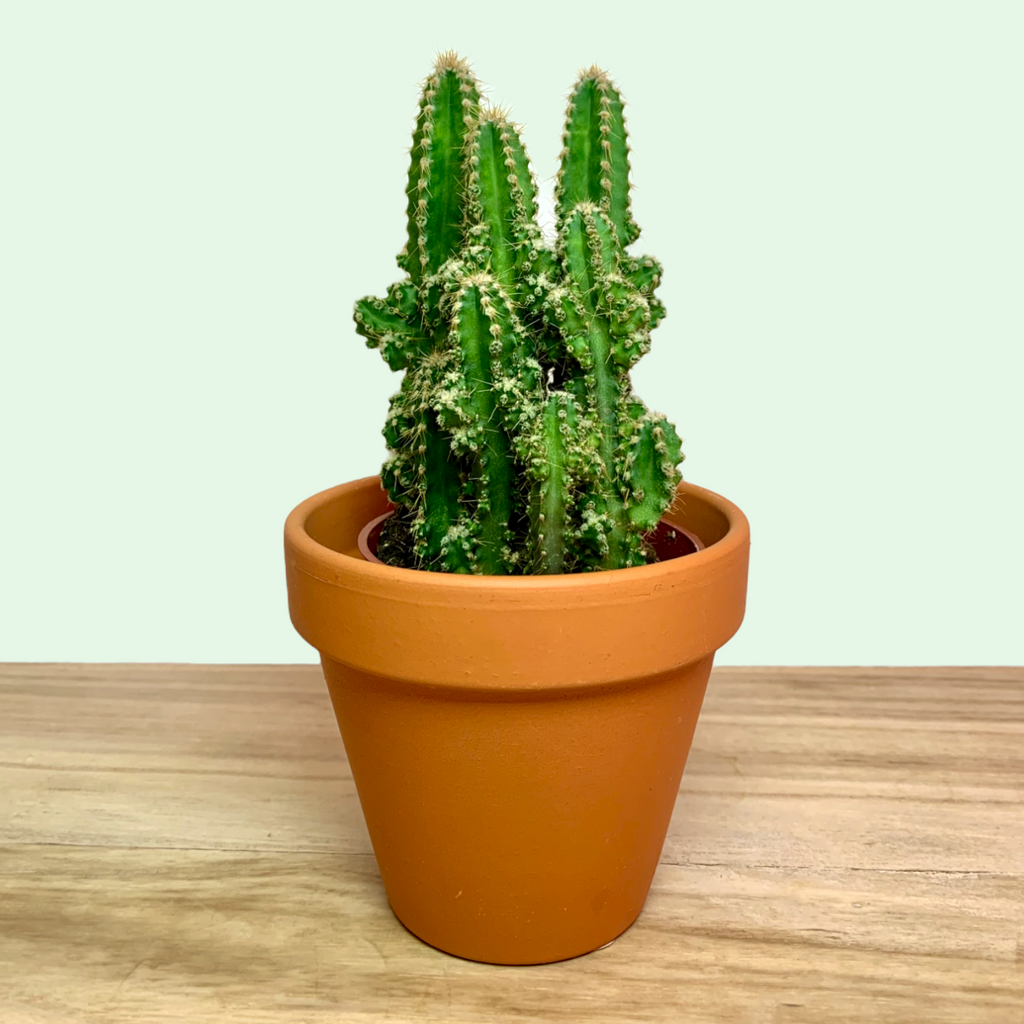 The biggest variety of cacti plants online in Canada — Cactus en Ligne