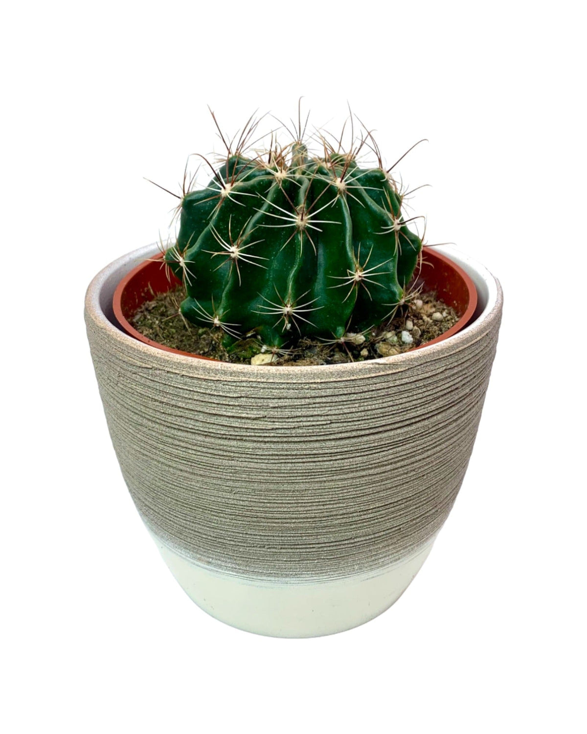 Ferocactus Setispinus — Cactus en Ligne