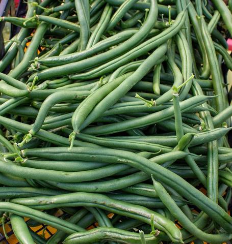 Green Pole Bean - Seychelles — Cactus en Ligne