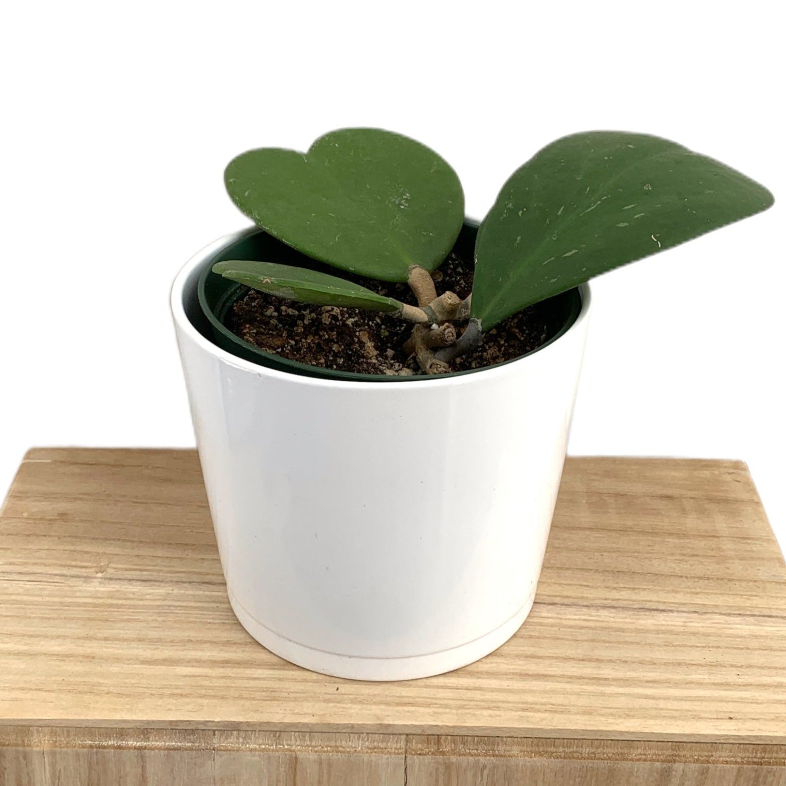 Hoya Kerrii 4" — Cactus en Ligne