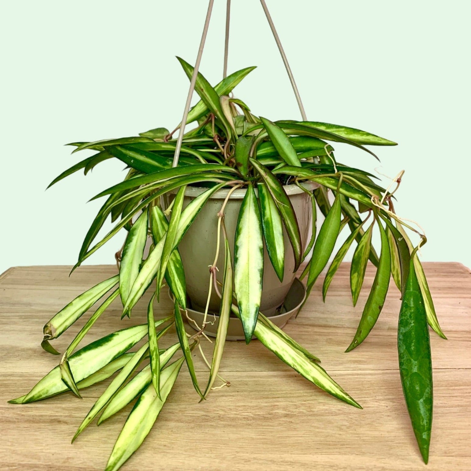 Hoya Wayetii Variegated — Cactus en Ligne