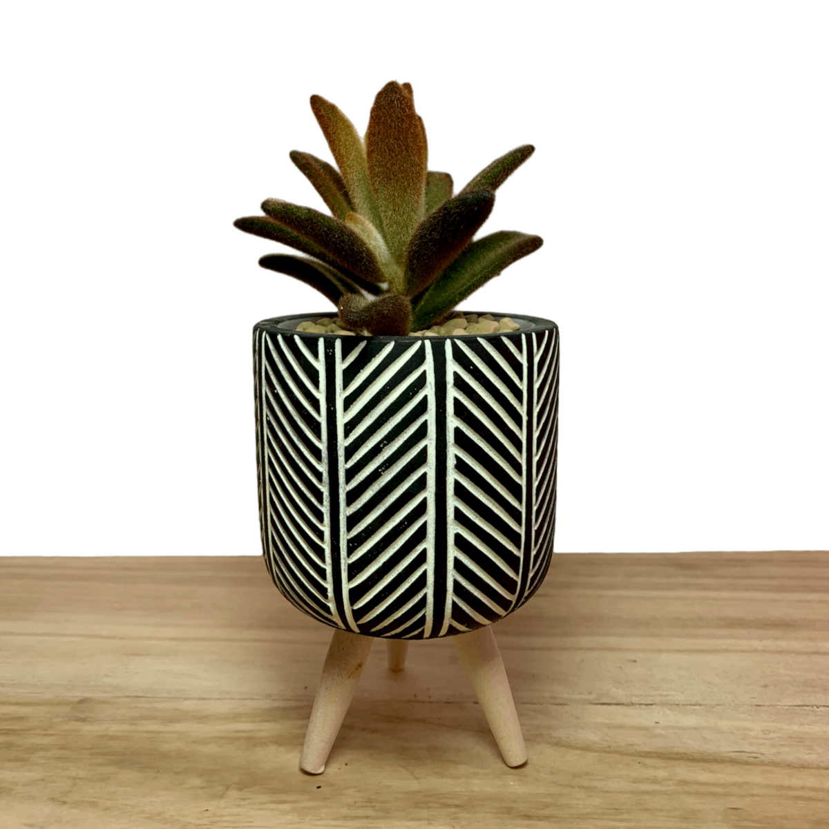 Kalanchoe Tomentosa Chocolate Soldier — Cactus en Ligne