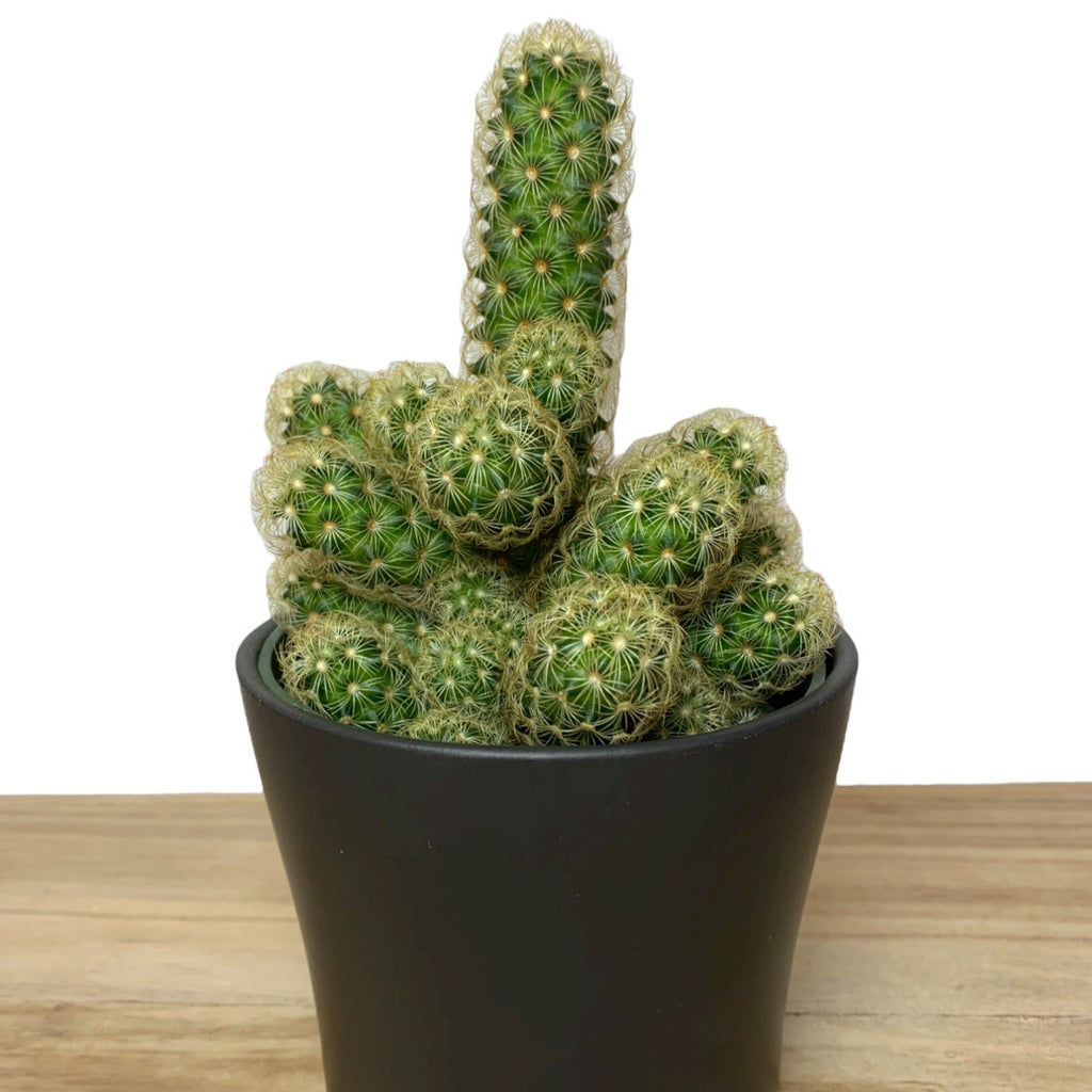 The biggest variety of cacti plants online in Canada — Cactus en Ligne
