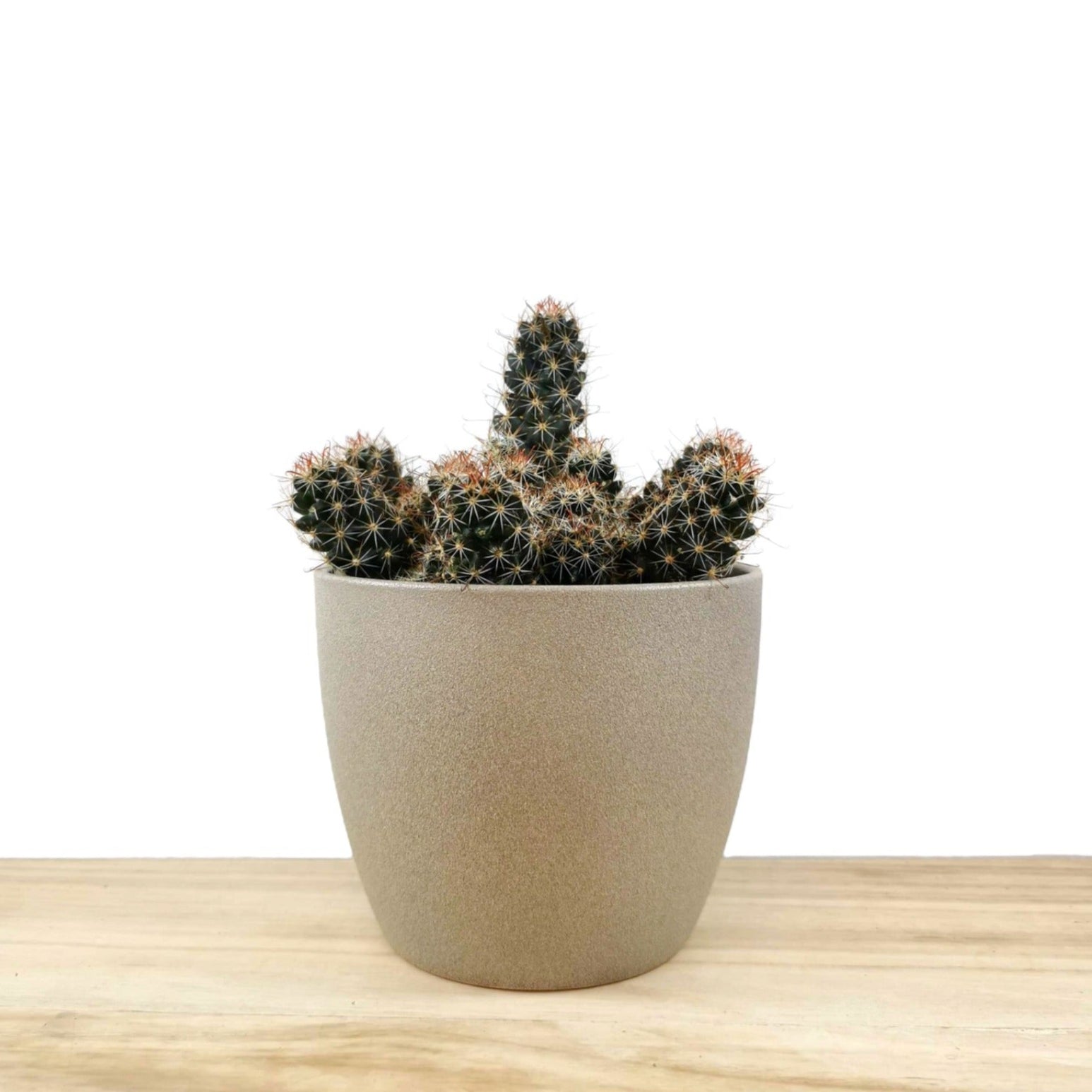 The biggest variety of cacti plants online in Canada — Cactus en Ligne