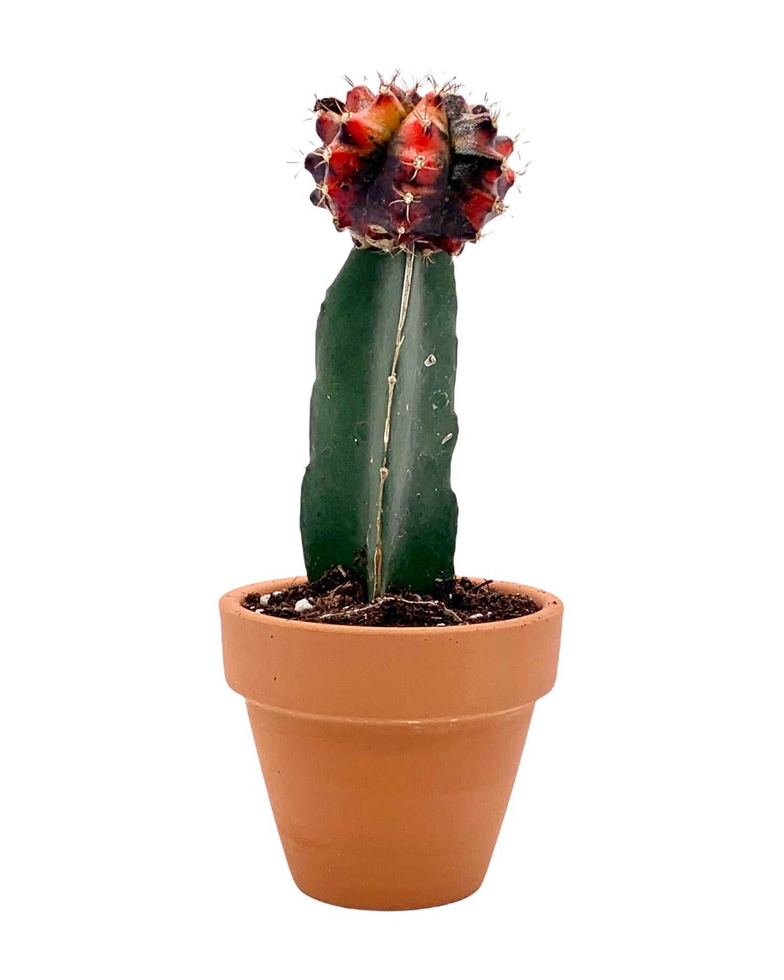 The biggest variety of cacti plants online in Canada — Cactus en Ligne